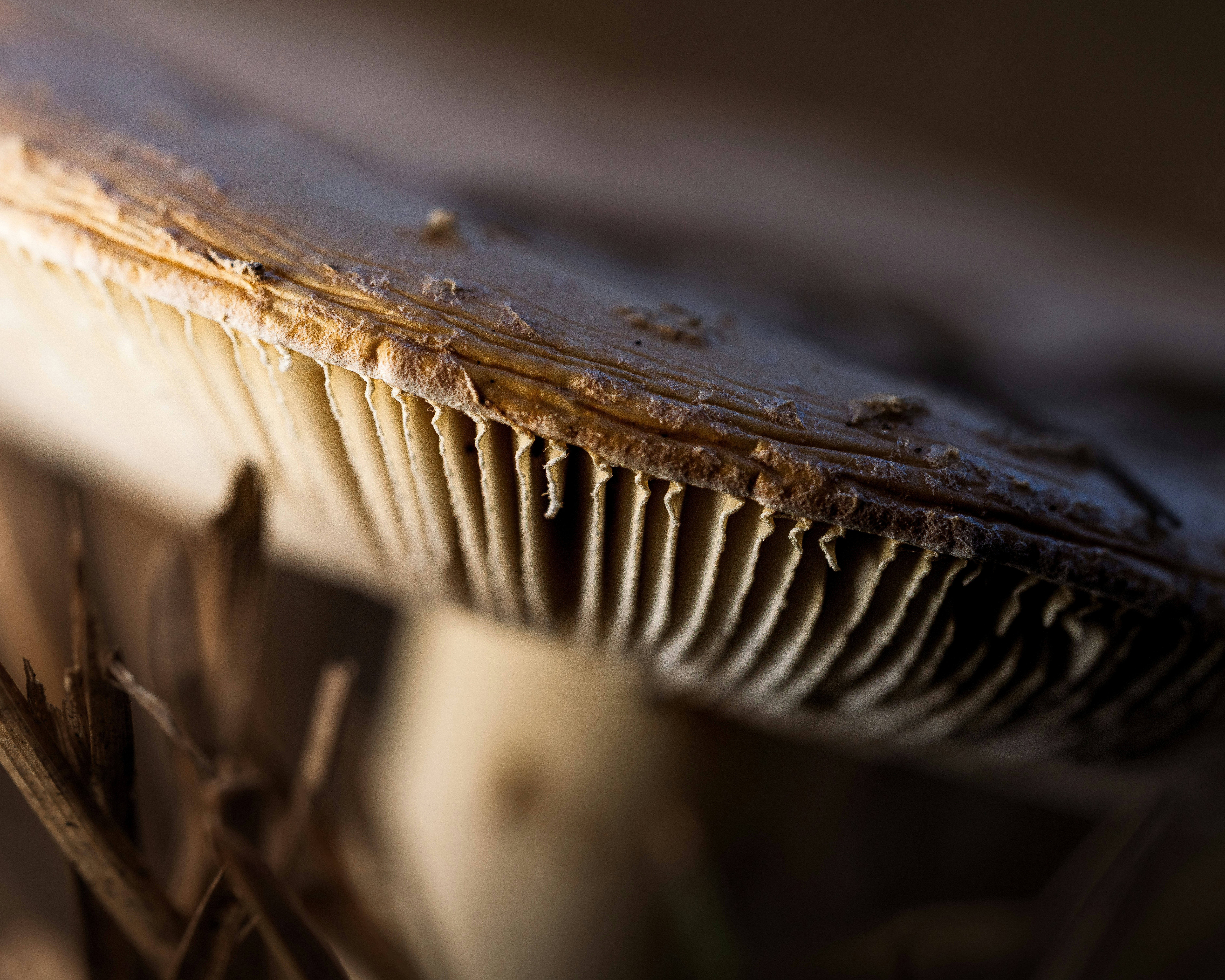 Mushroom Gills in Quiet Dusk