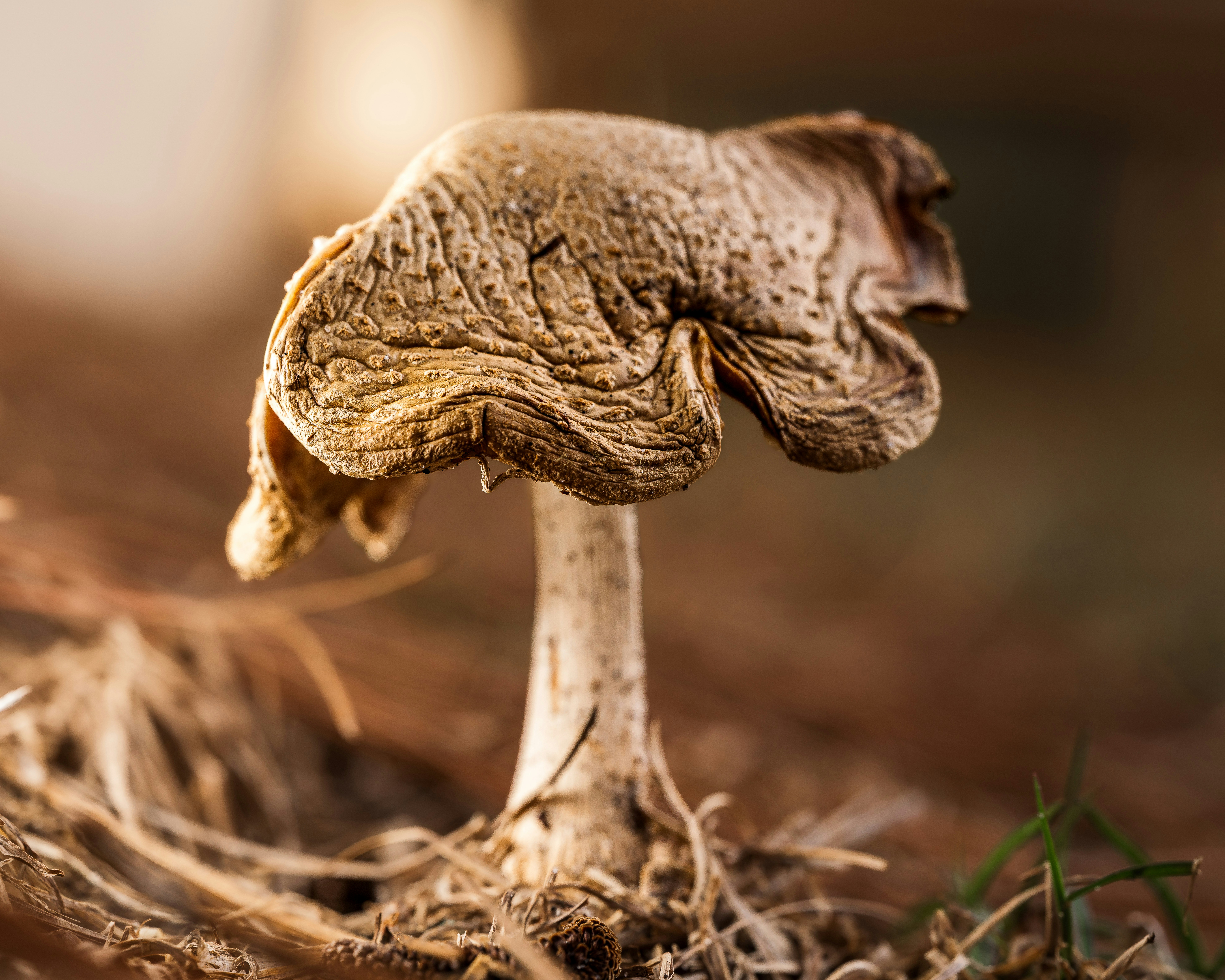 Lonely Brim: A Weathered Mushroom Crowned by Foggy Forest Light