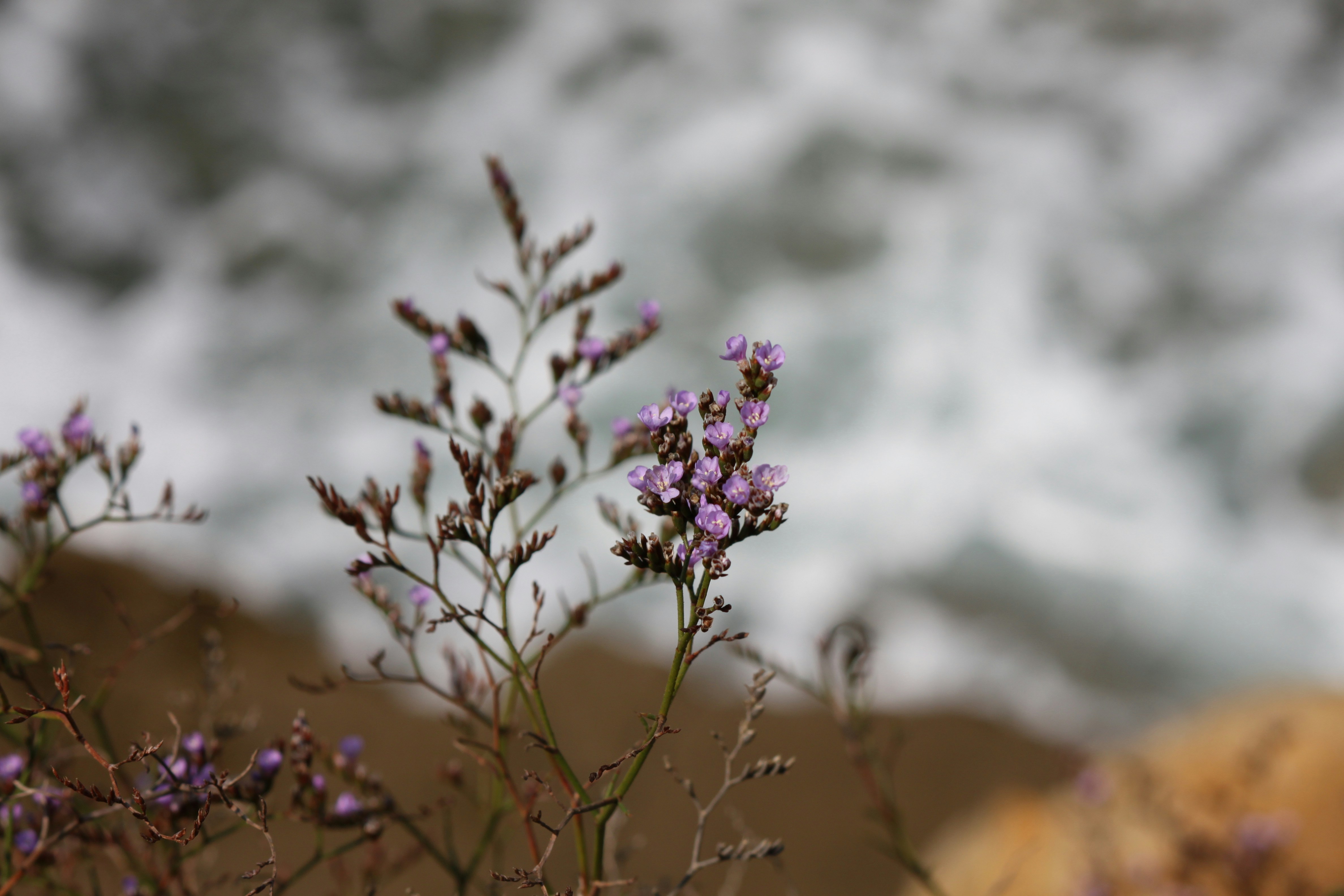 Purple blossoms in focus against a misty shoreline backdrop