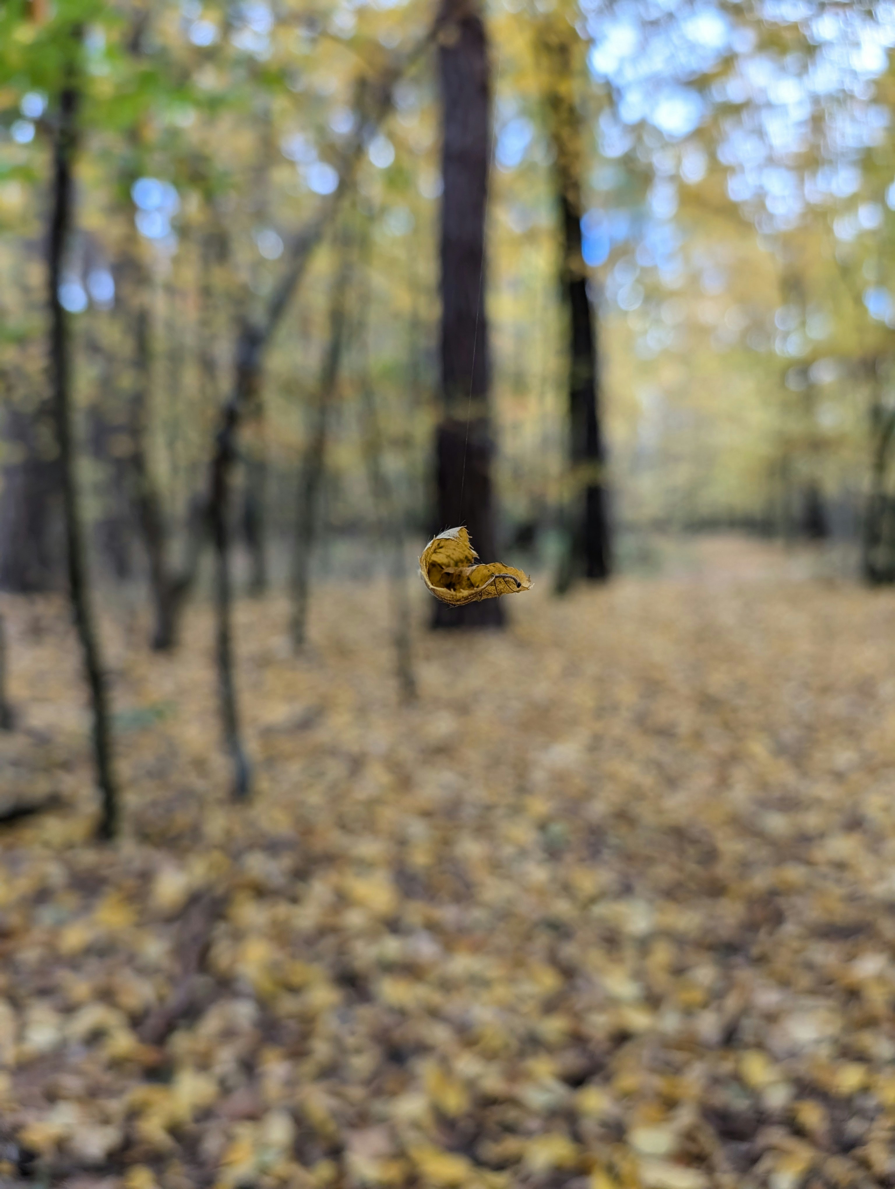 Floating Leaf in Autumn Silence