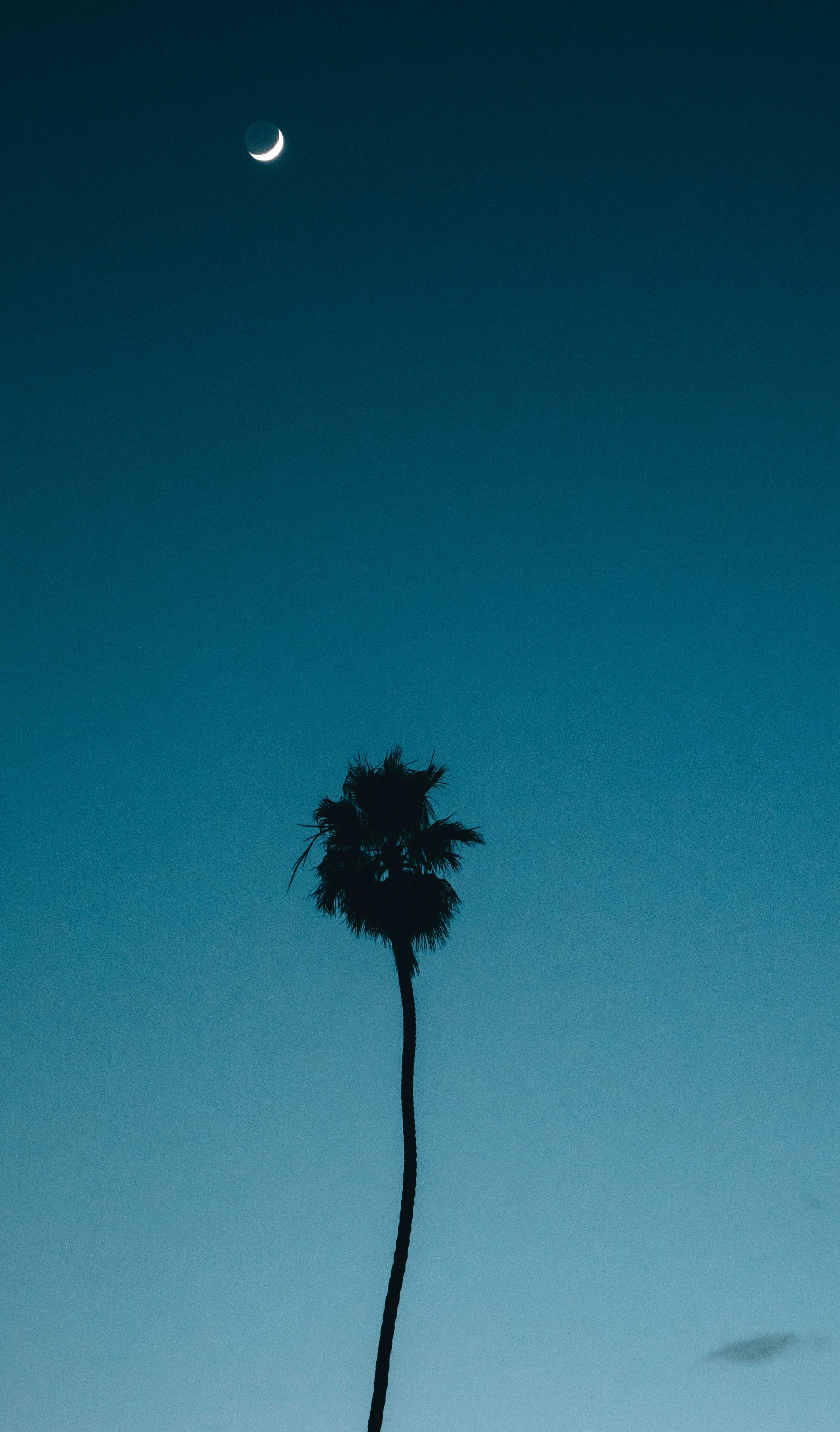 Moon Crescent Over a Lone Palm Against a Twilight Gradient