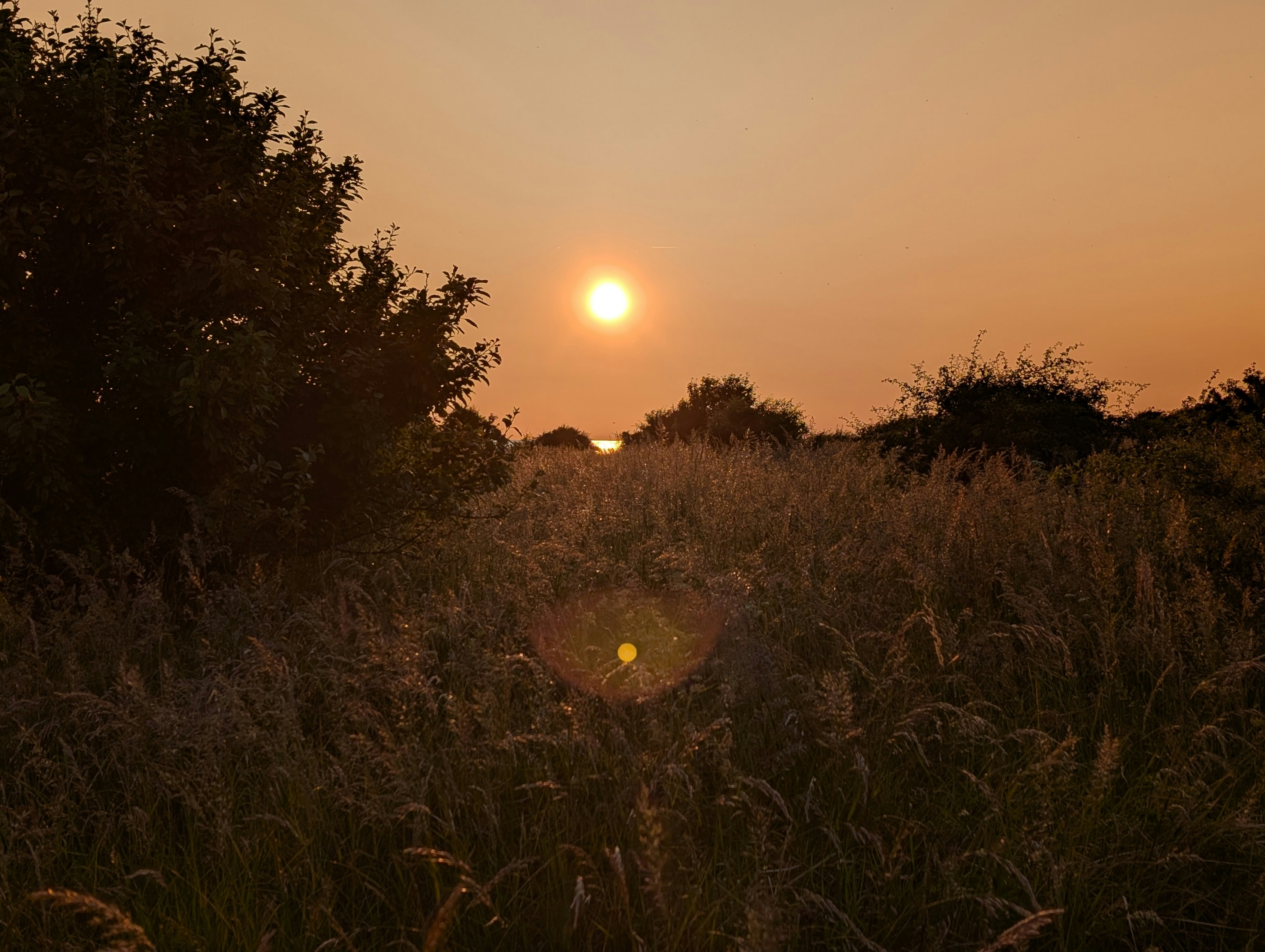 Sunlit Meadow at Dusk with Silhouetted Bushes
