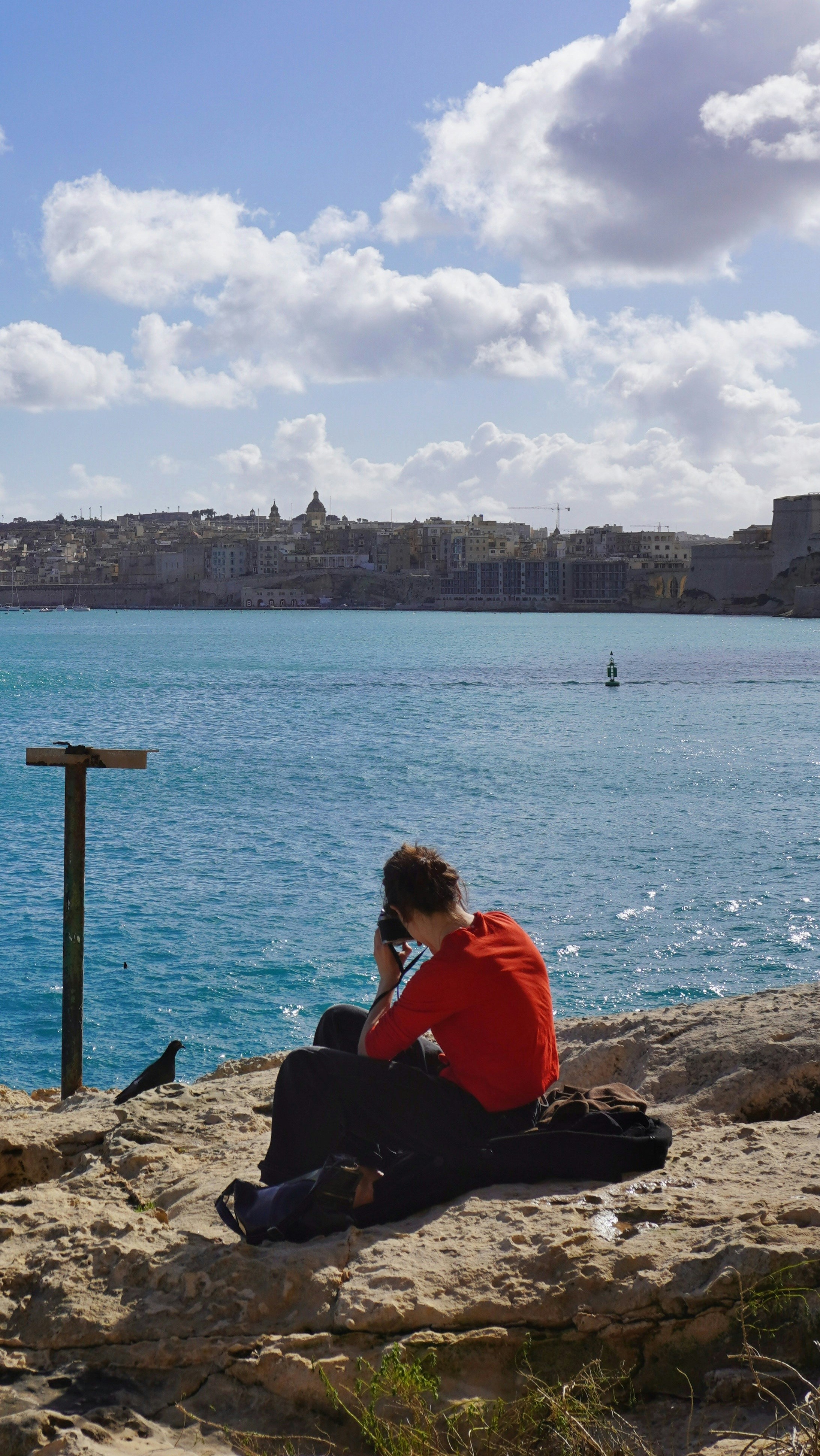 Red-Backed Wanderer by the Sea: A Quiet Moment on the Rocks