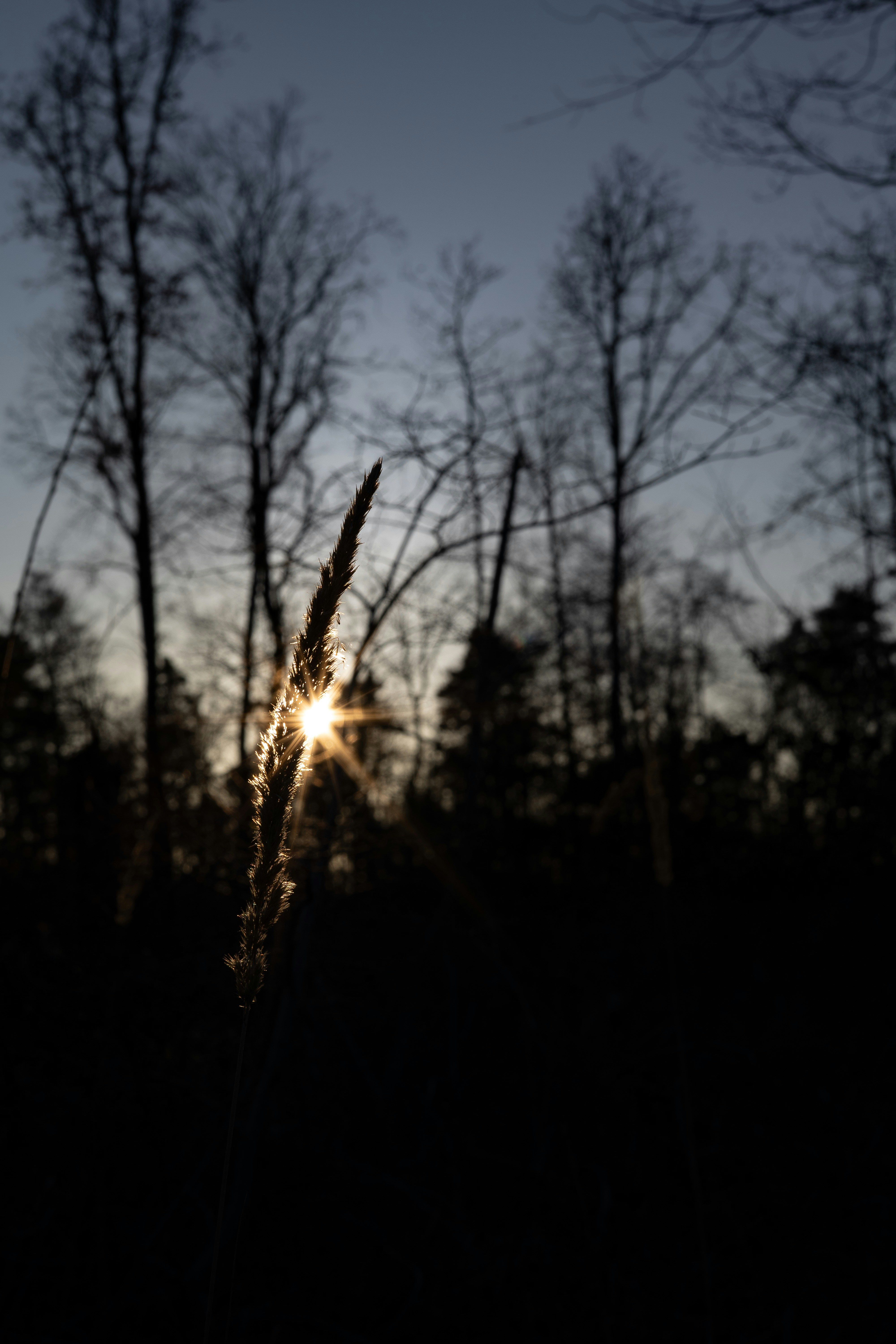 Sunlit Grass in a Sleepy Forest