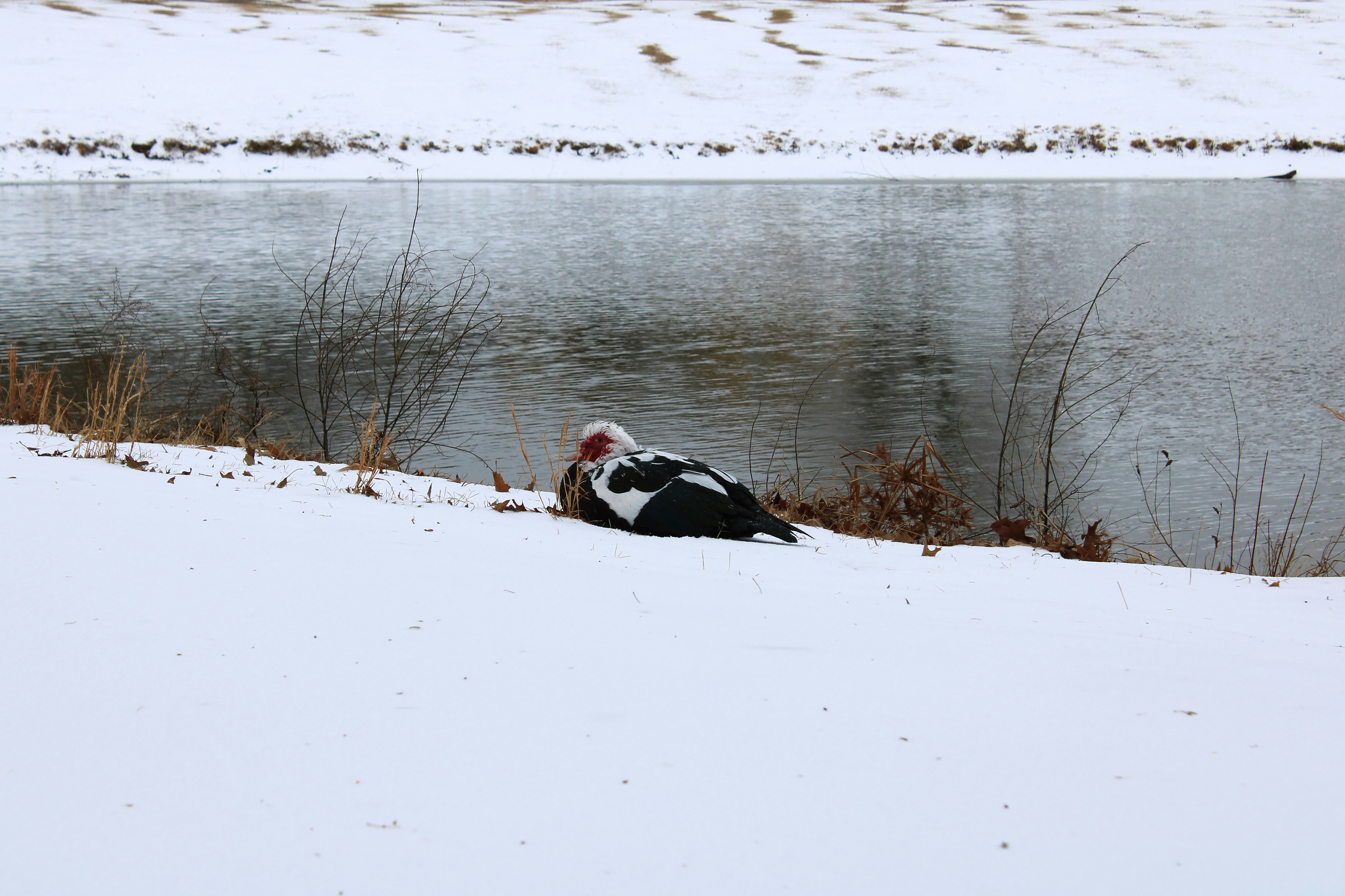 Winter Rest by the Frozen Bankside