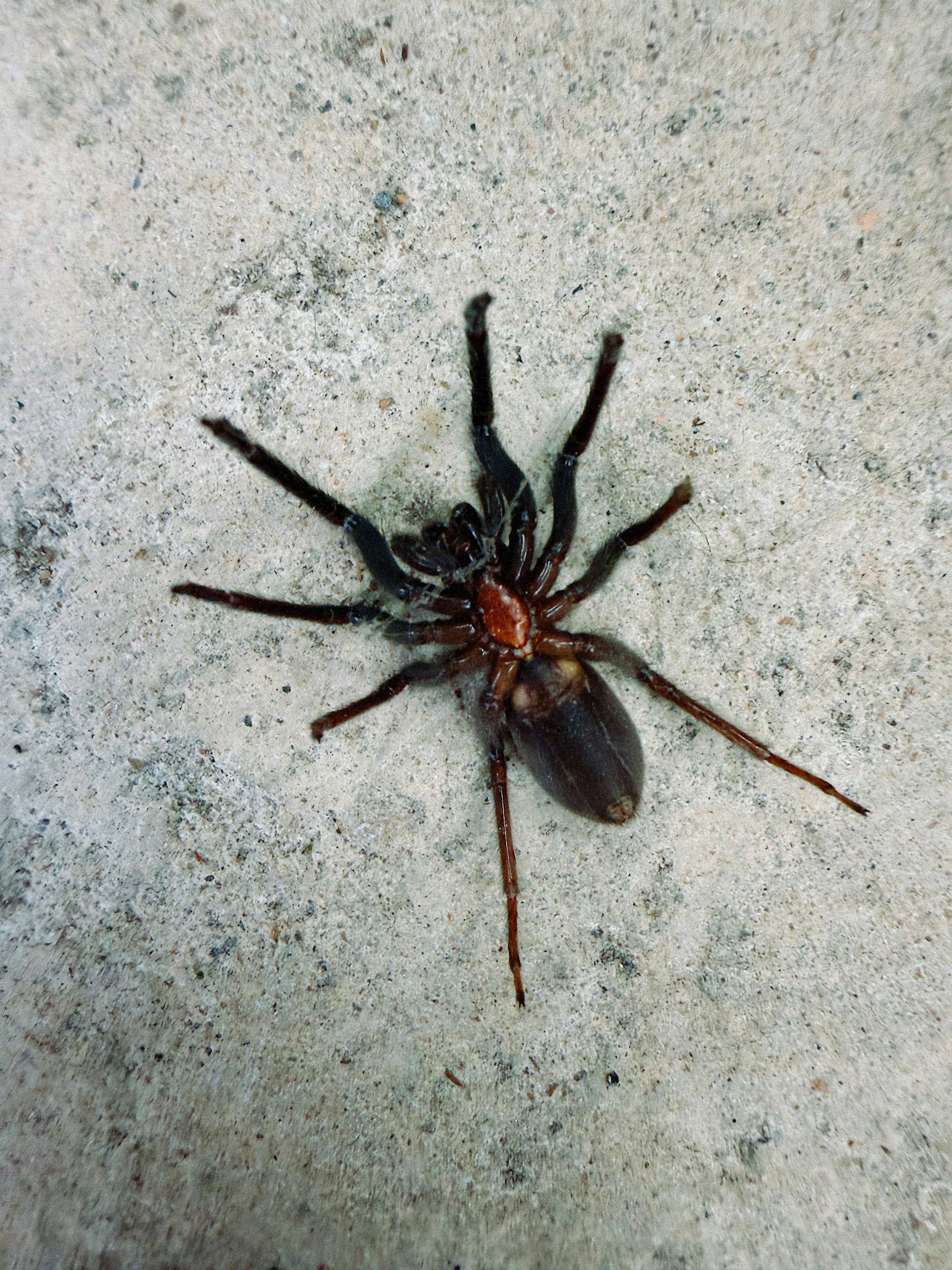 Grounded Black-Wold Spider on Rough Concrete