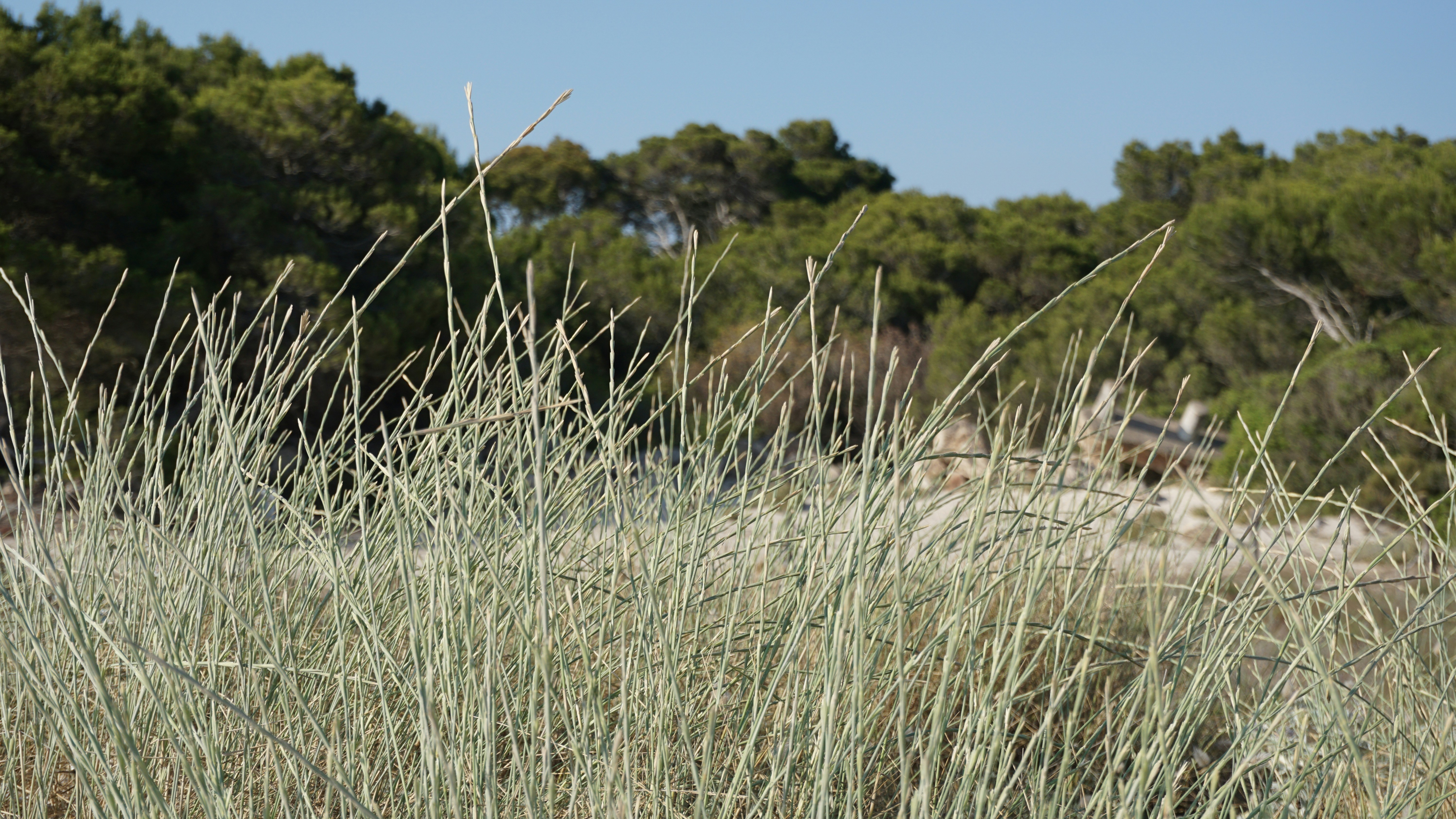 Sea-Breeze Grasses Against Distant Pines