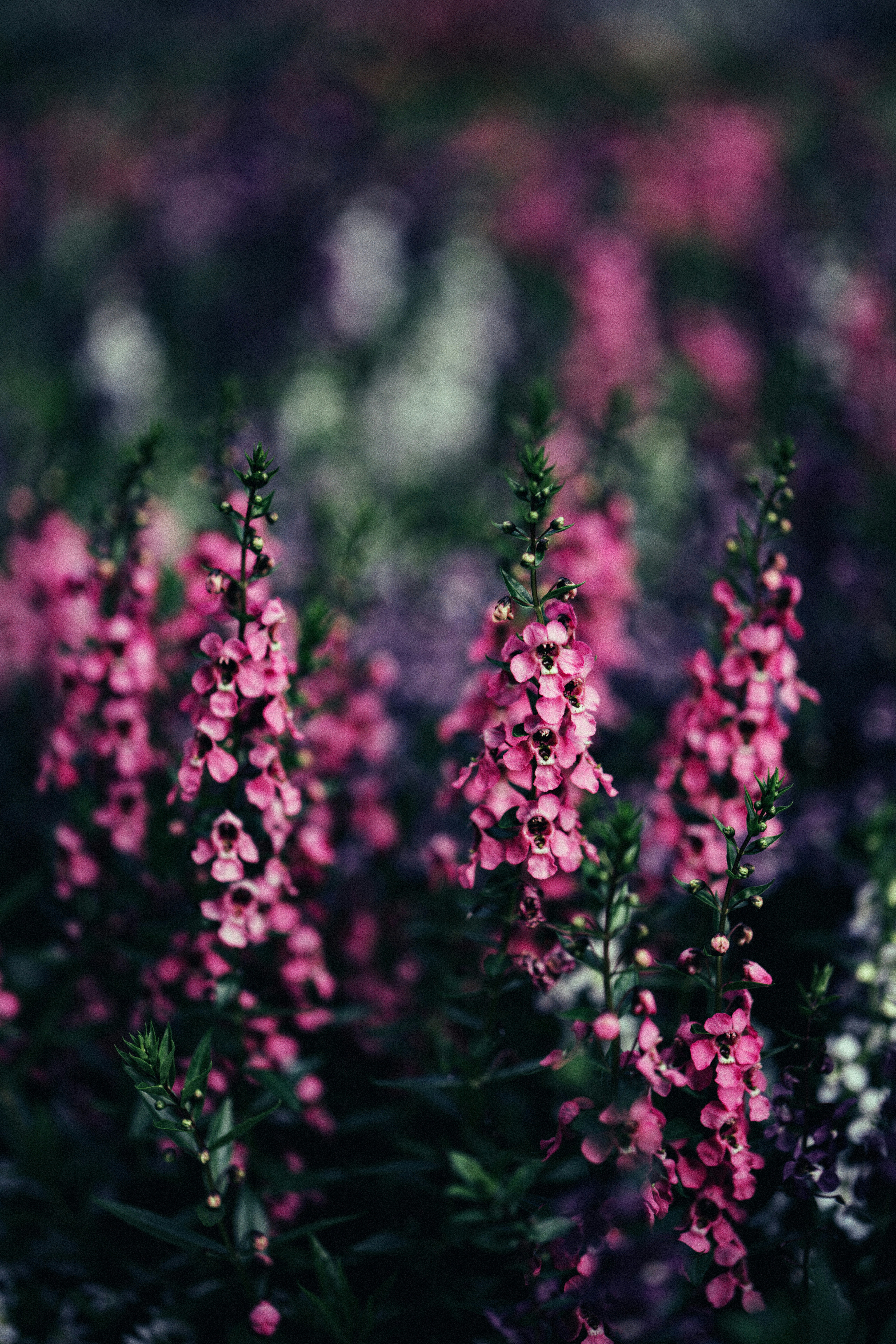 Whispers of Pink: Evening Dune of Foxgloves