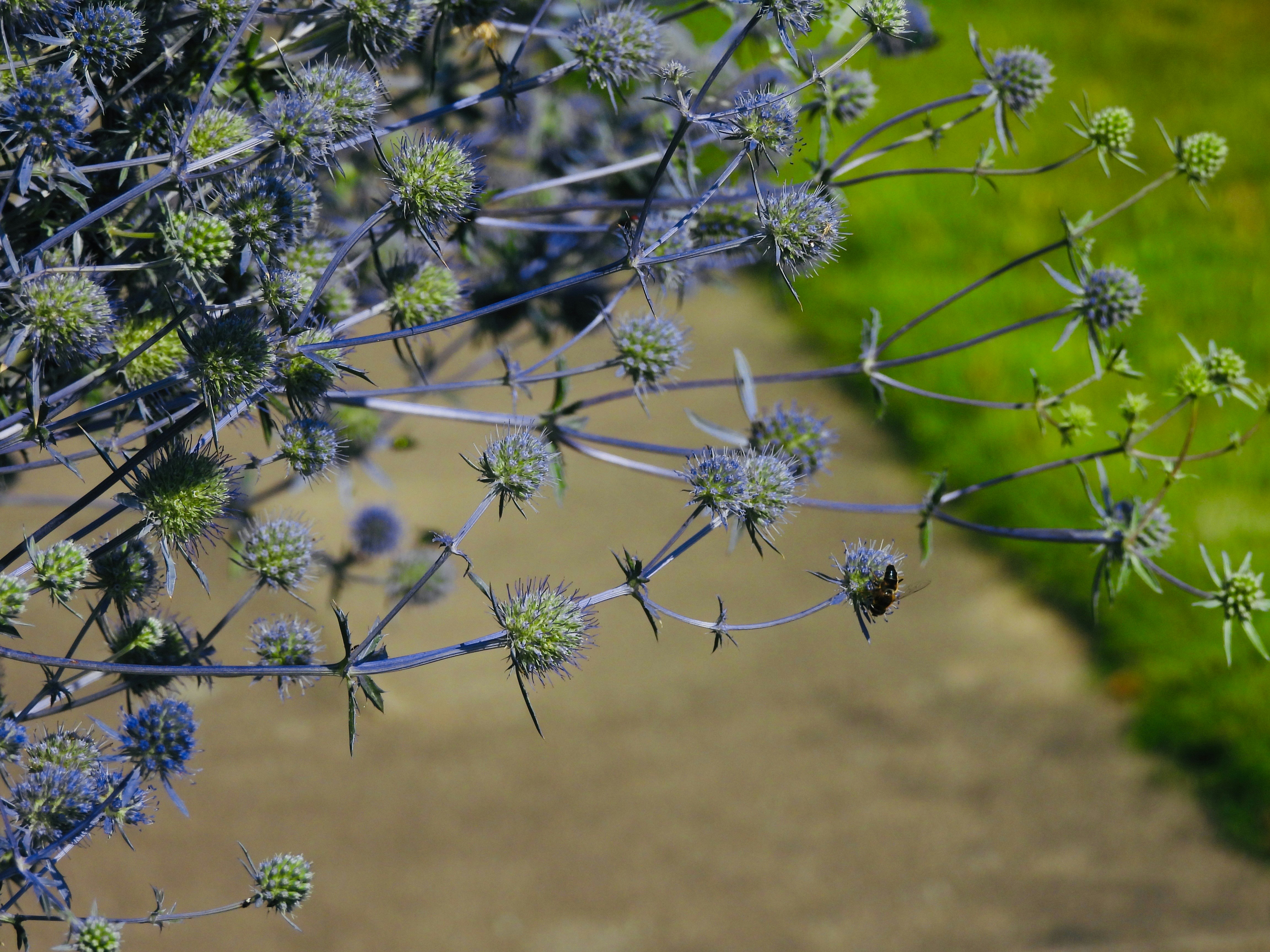 Curved Spines and a Busy Bee: A Garden Spine Busily Reaches for Light