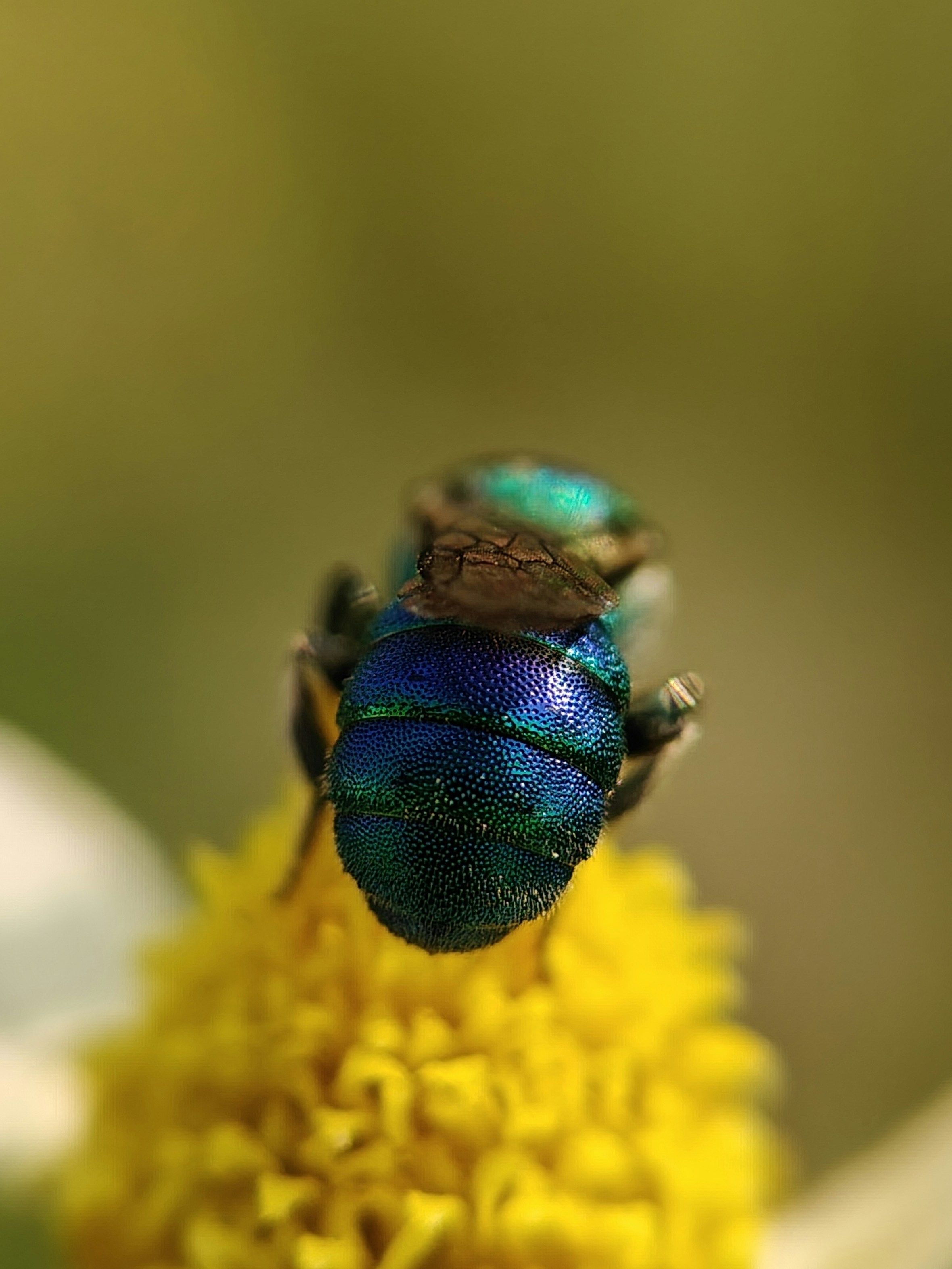 Emerald Meticulous: A Metallic Beetle in Bloom