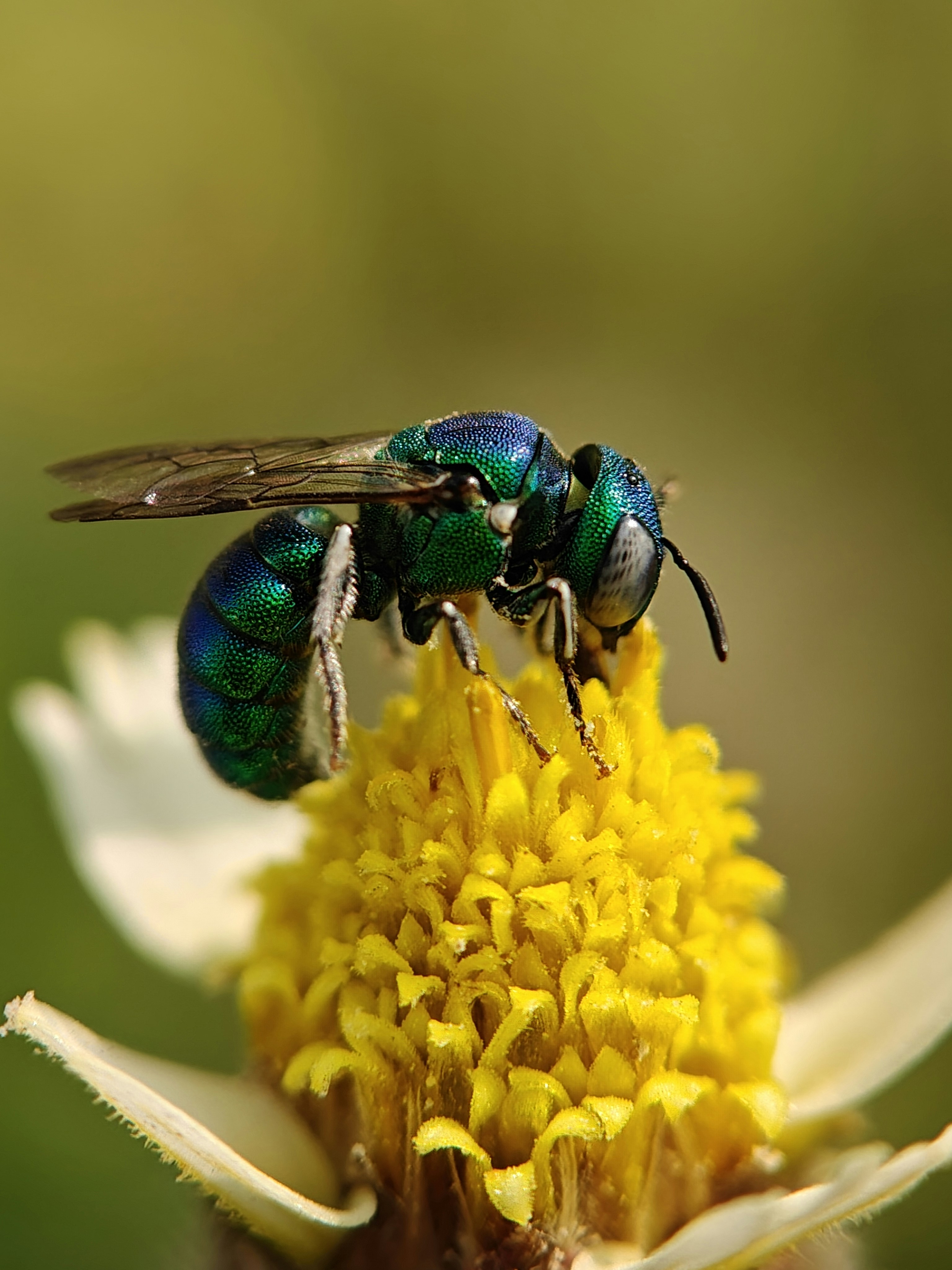 Emerald Hover: A Jewel Beetle Nursing the Sunlit Bloom