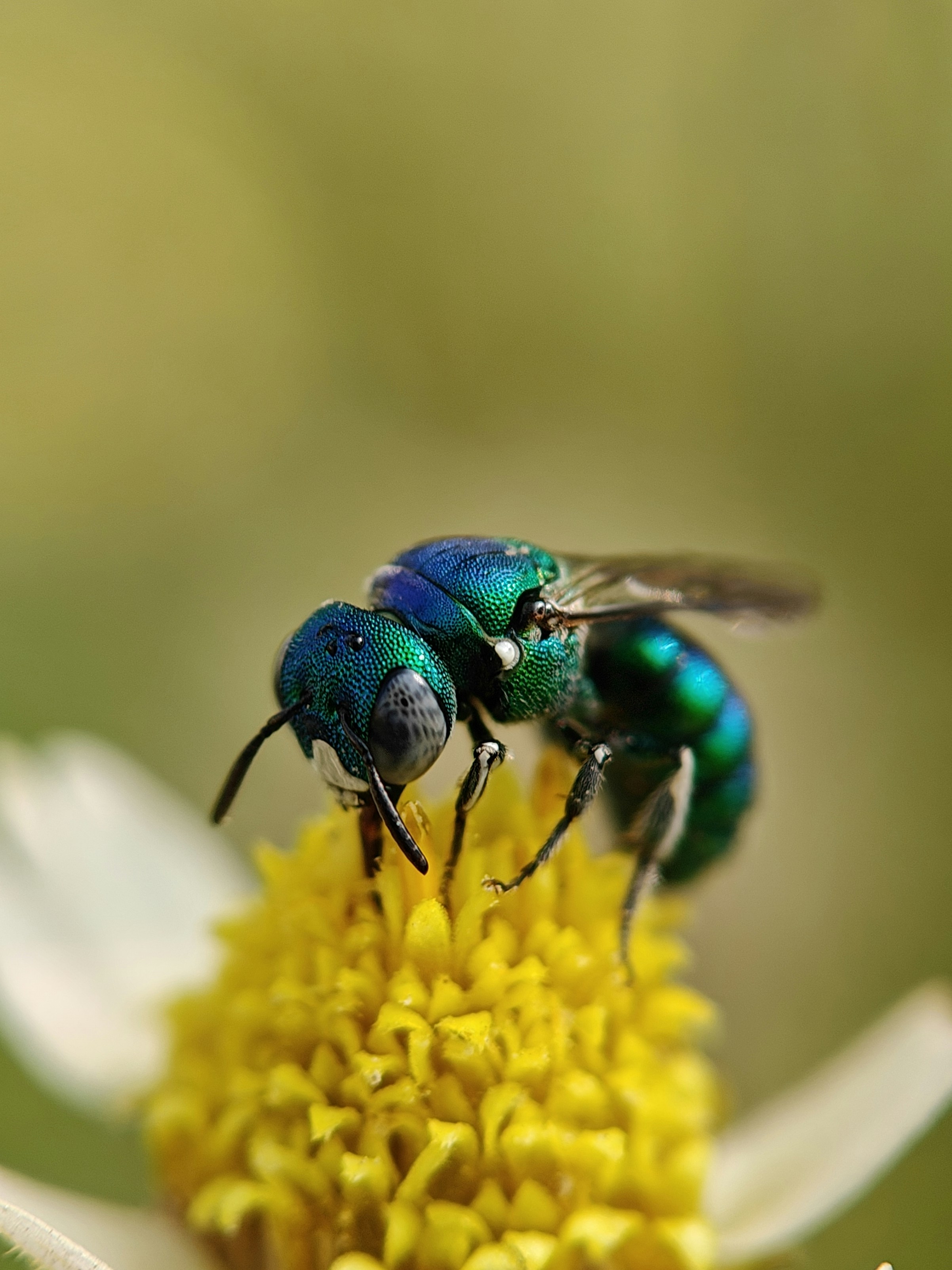 Emerald Hover: Close-Up of a Metallic Green Bee at a Yellow Blossom
