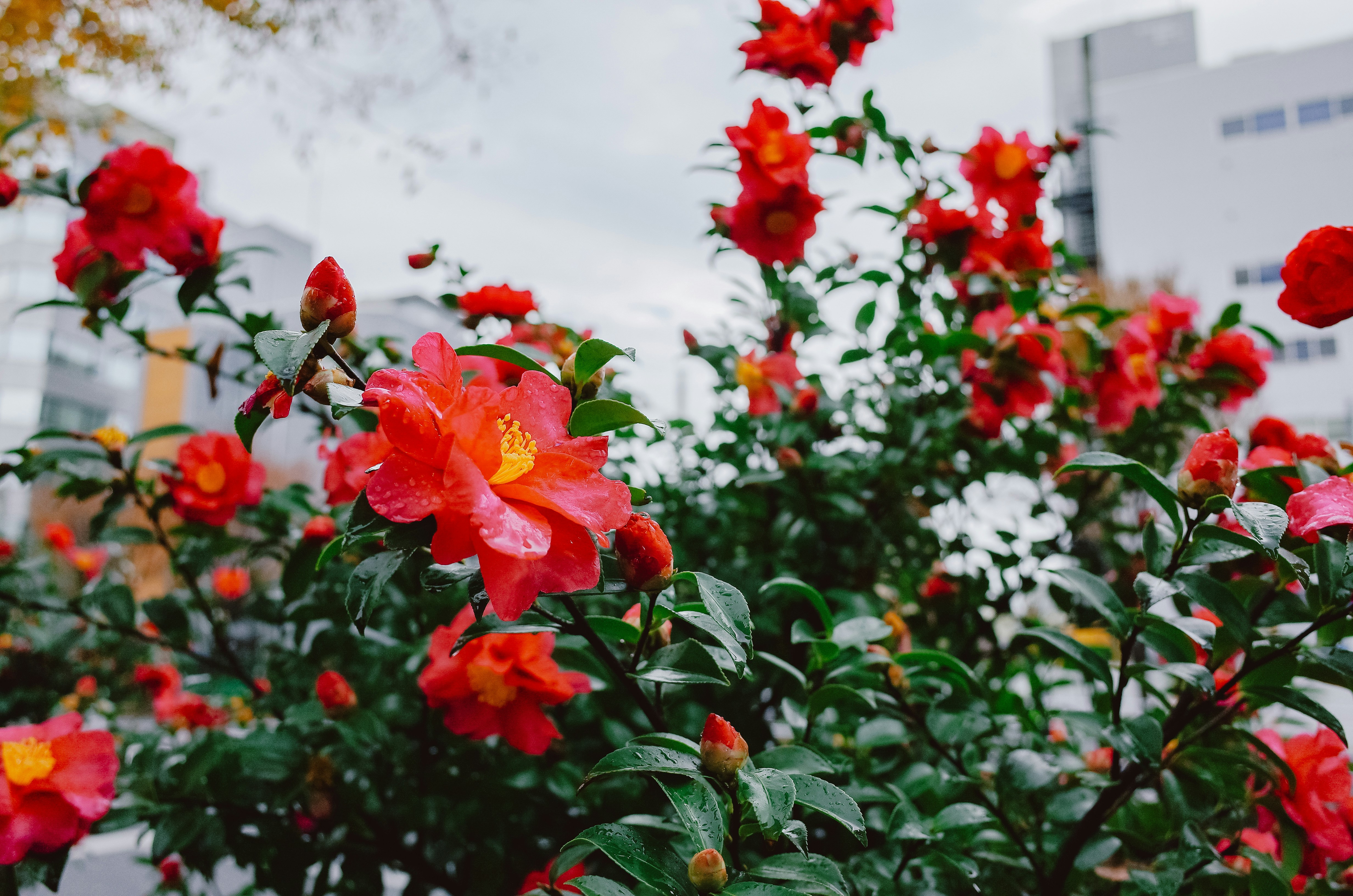 Scarlet Bloomery: Bright Camellias Against an Urban Backdrop