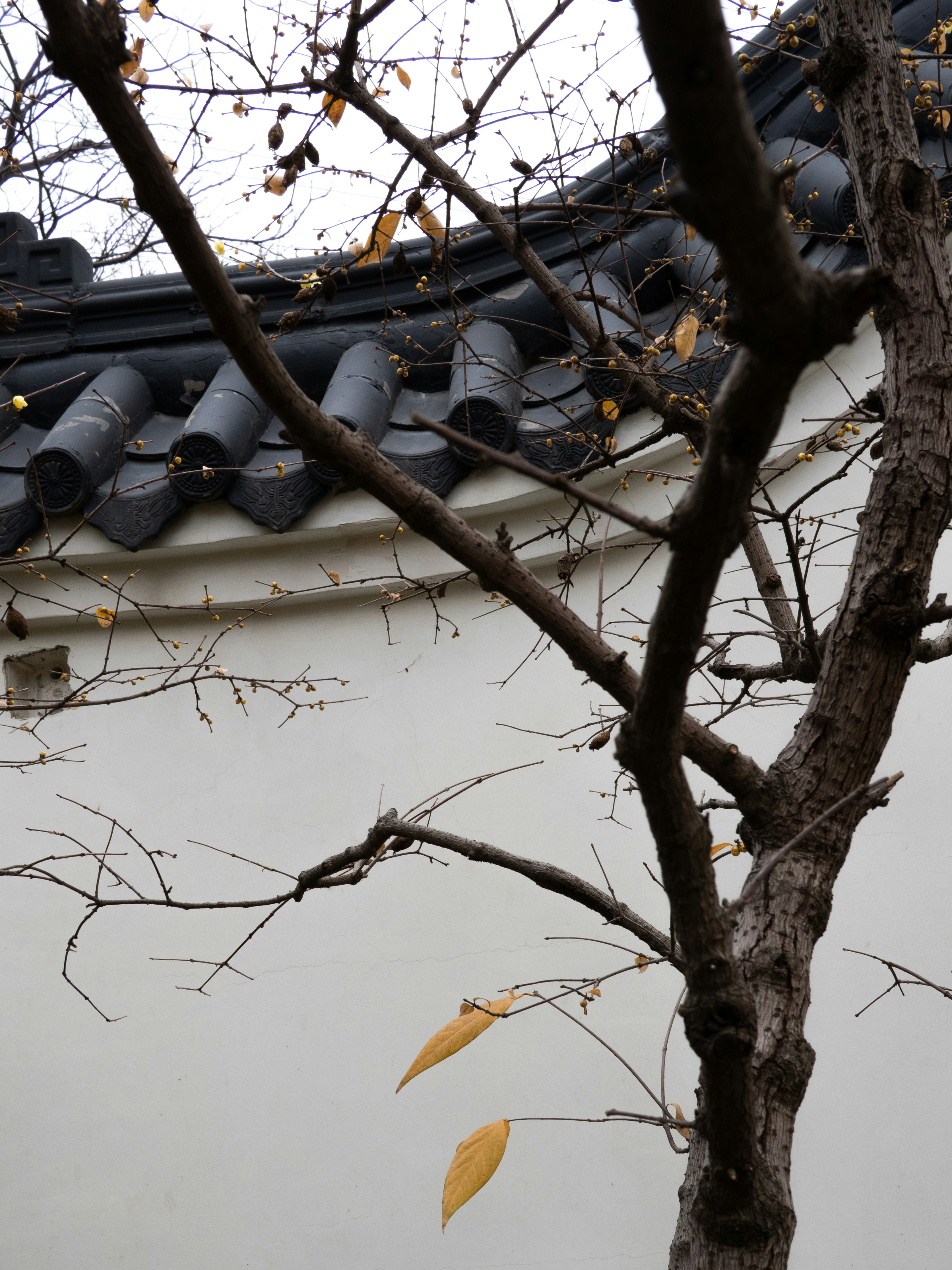 Bare Branches Against a Traditional Tile Roof