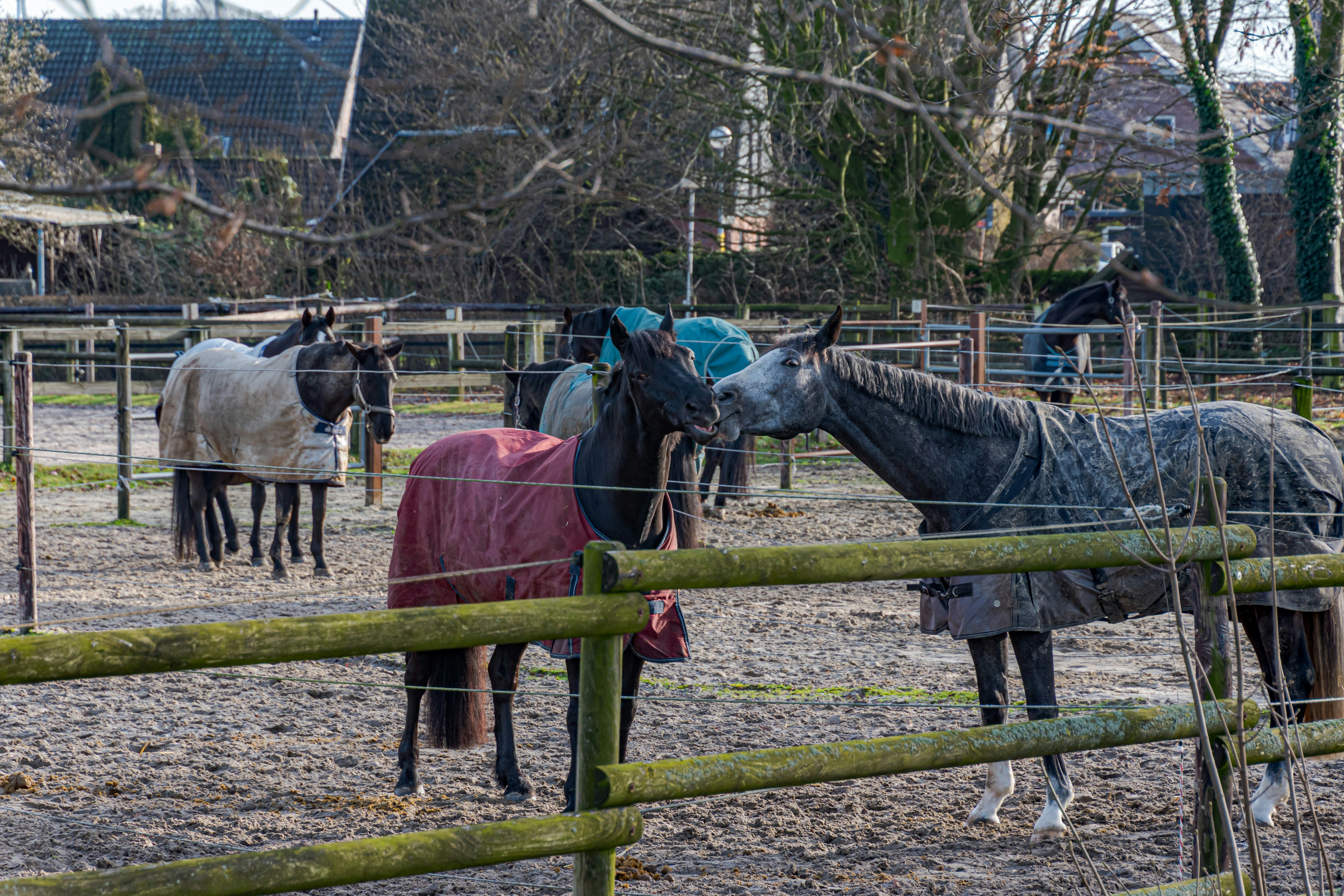 Grazing Moment in a Sunlit Stable Pen