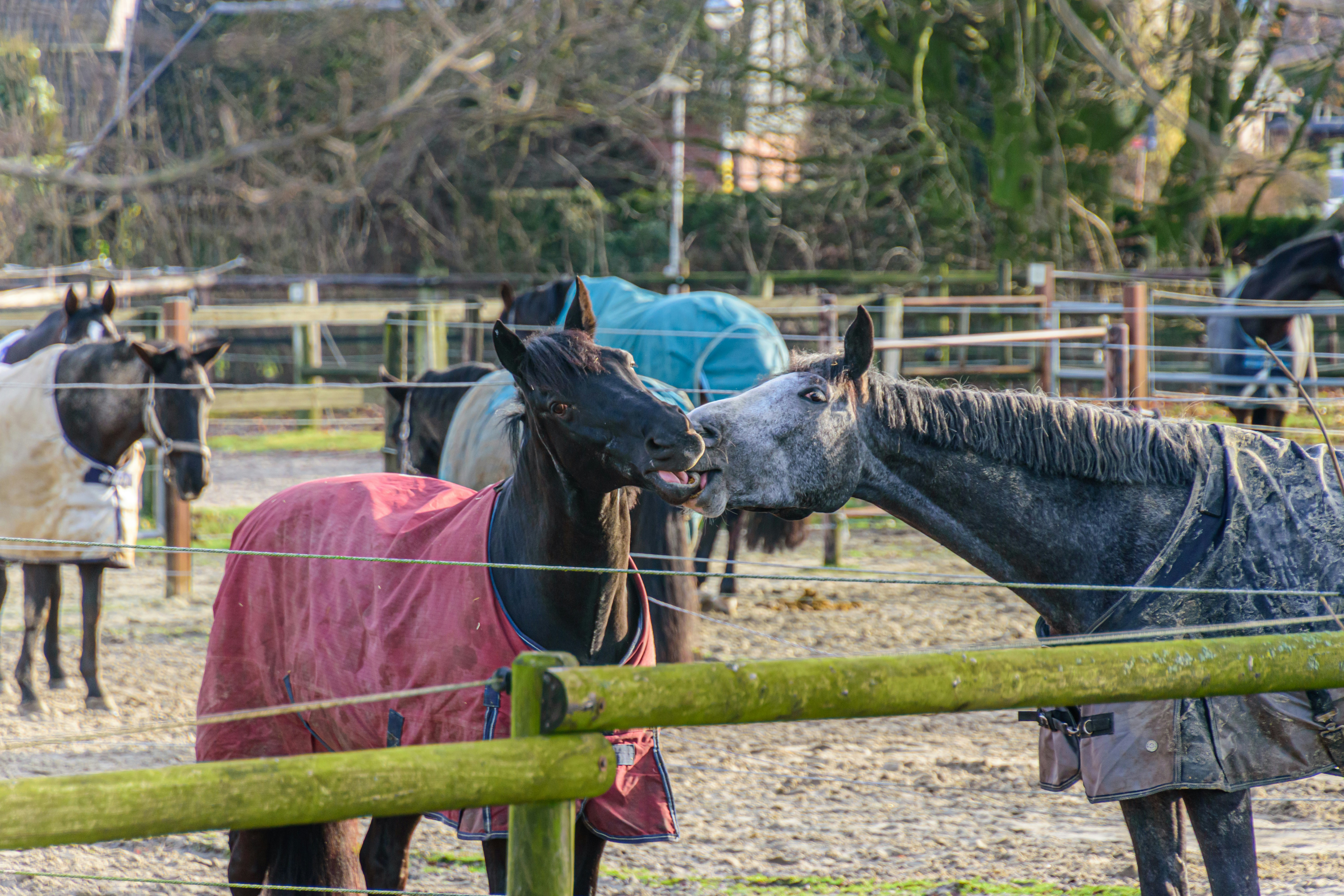 Two Horses Reach for a Friendly Nudge Across the Fenceline