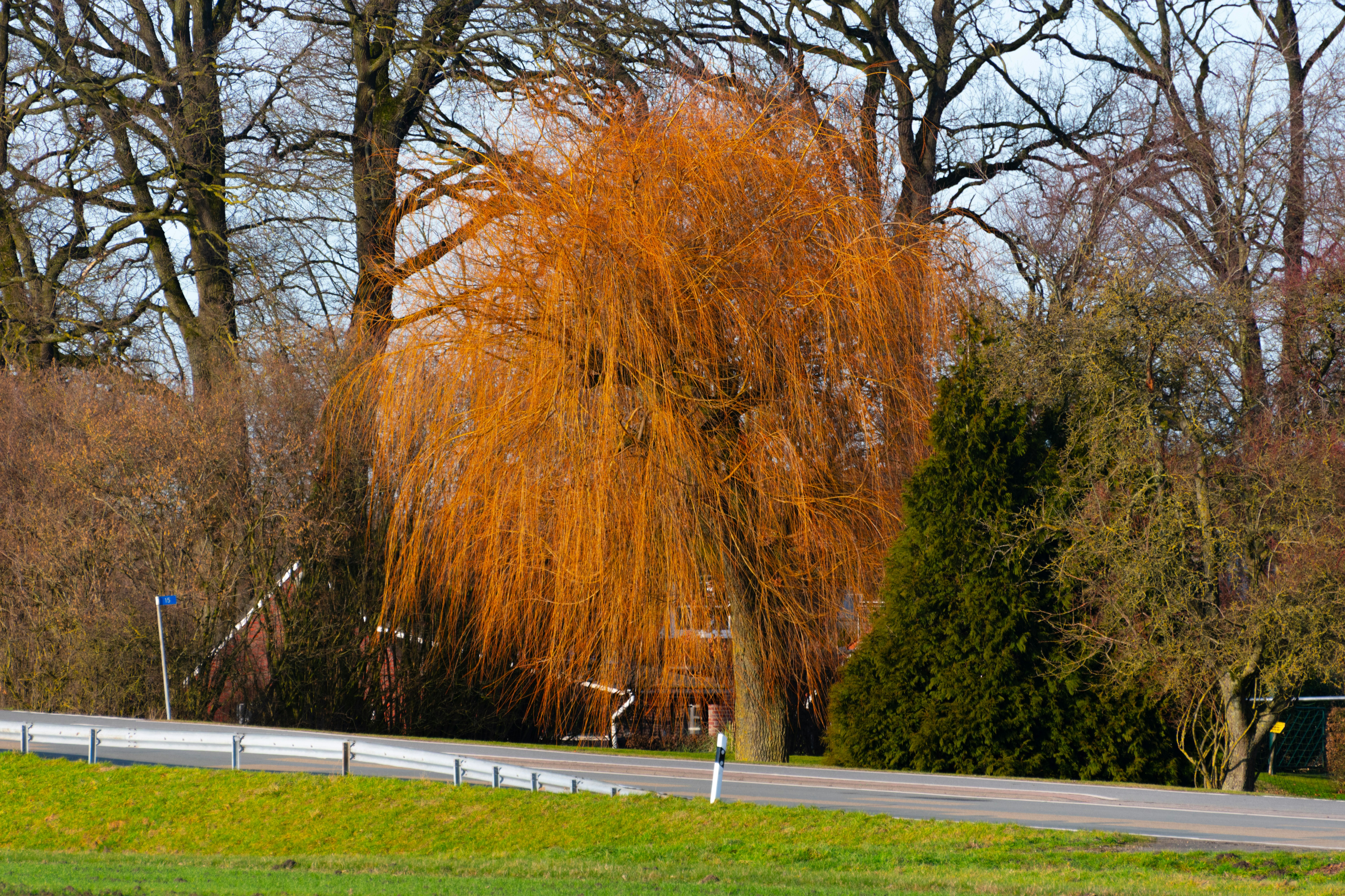 Amber Weeping Tree Framing a Quiet Street