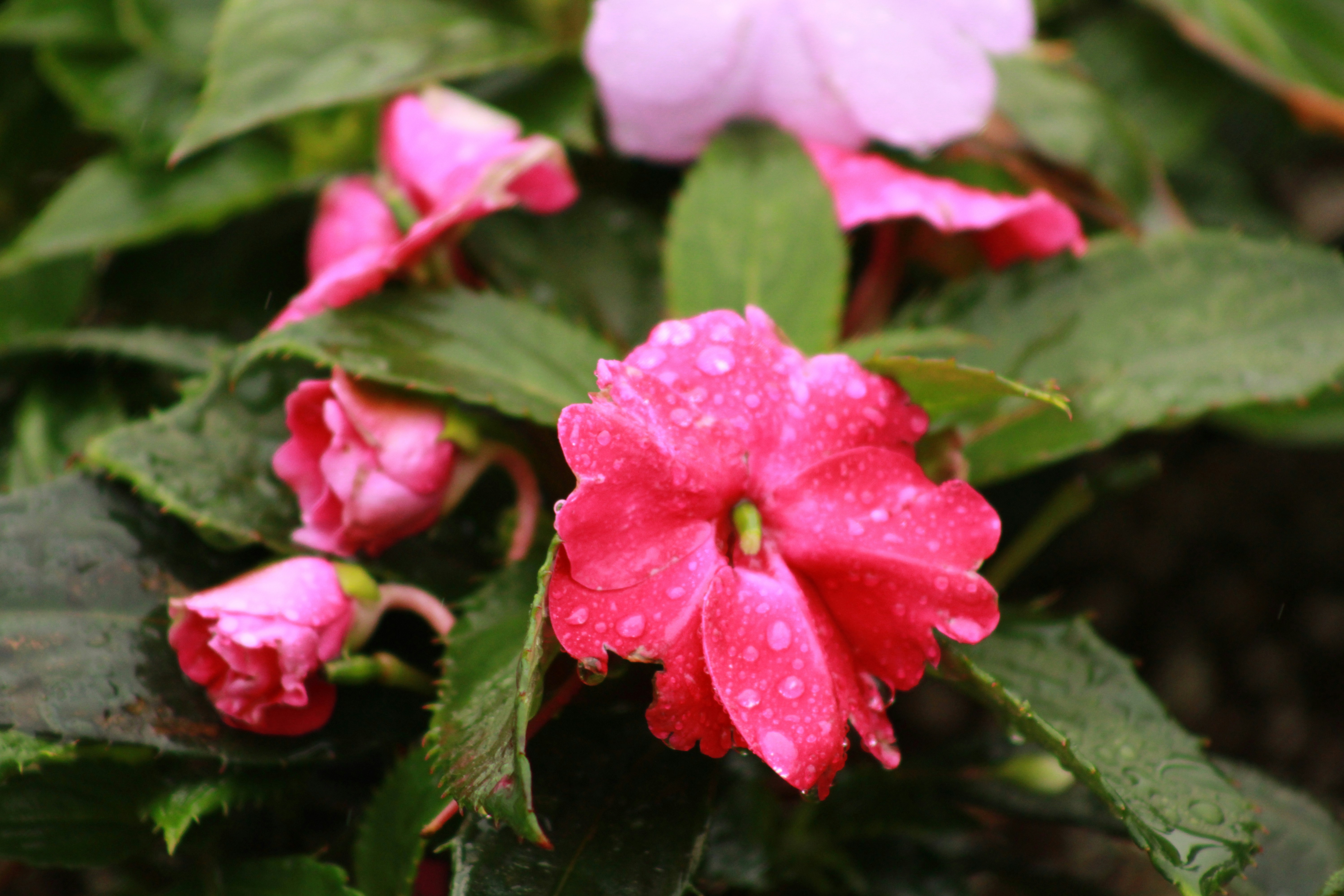 2024.06.21 거제식물원에서 만난 봉숭아 (봉선화)