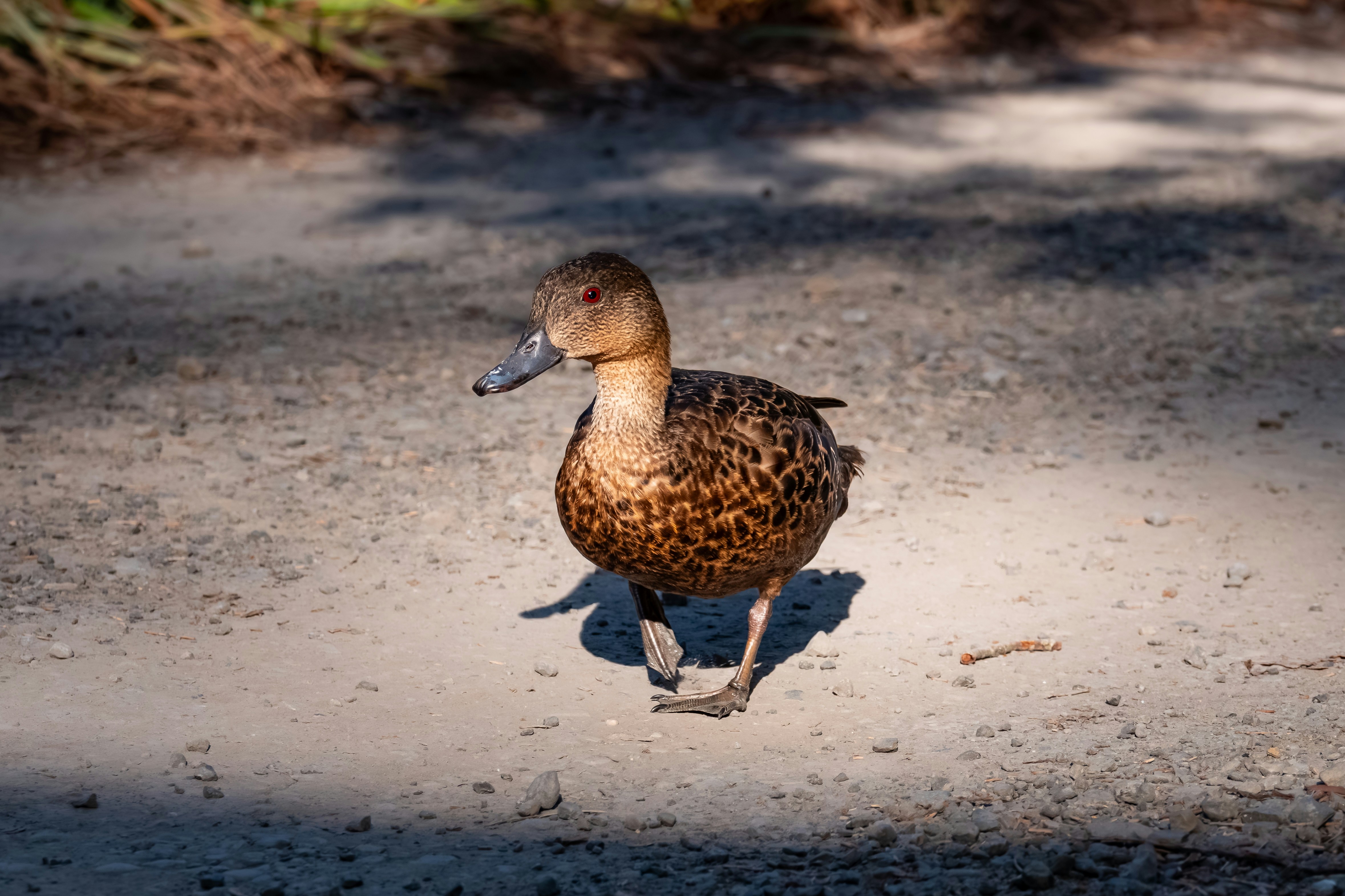 Solo Mallard on Sunlit Sand