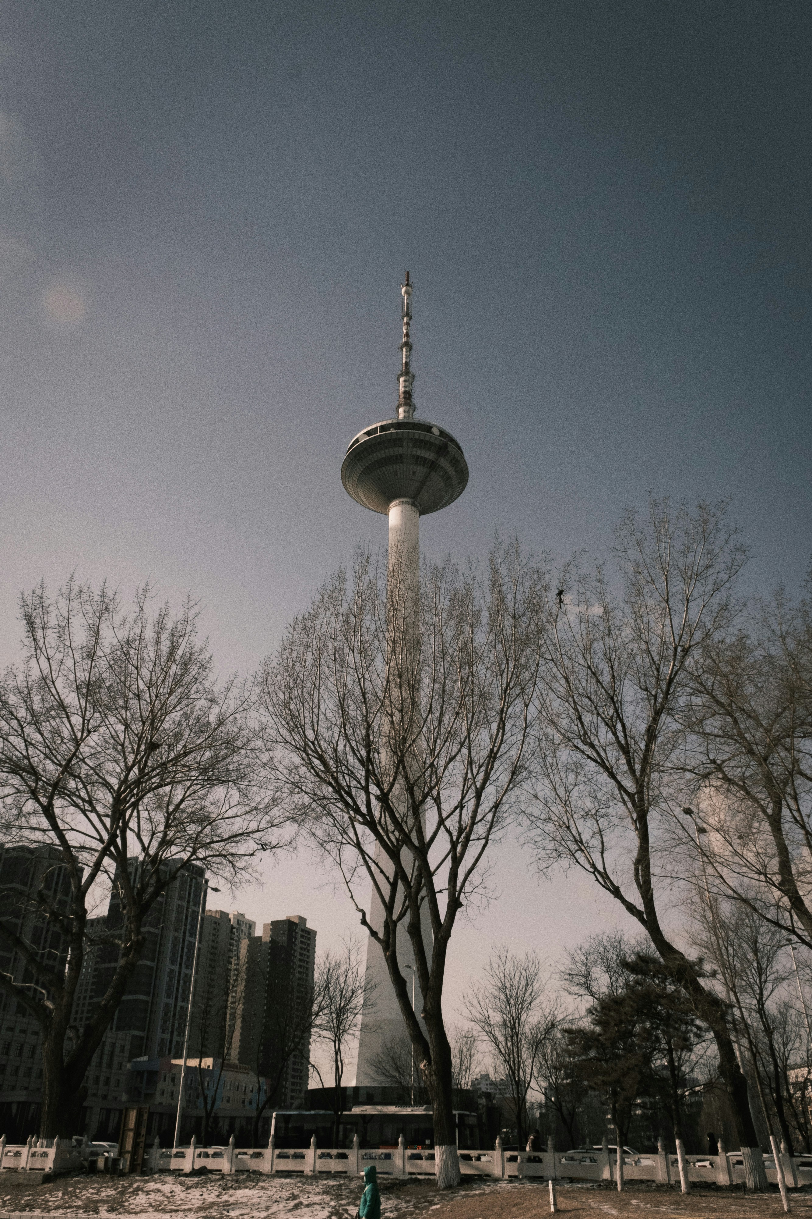 Tower Spire Over Winter Canopy