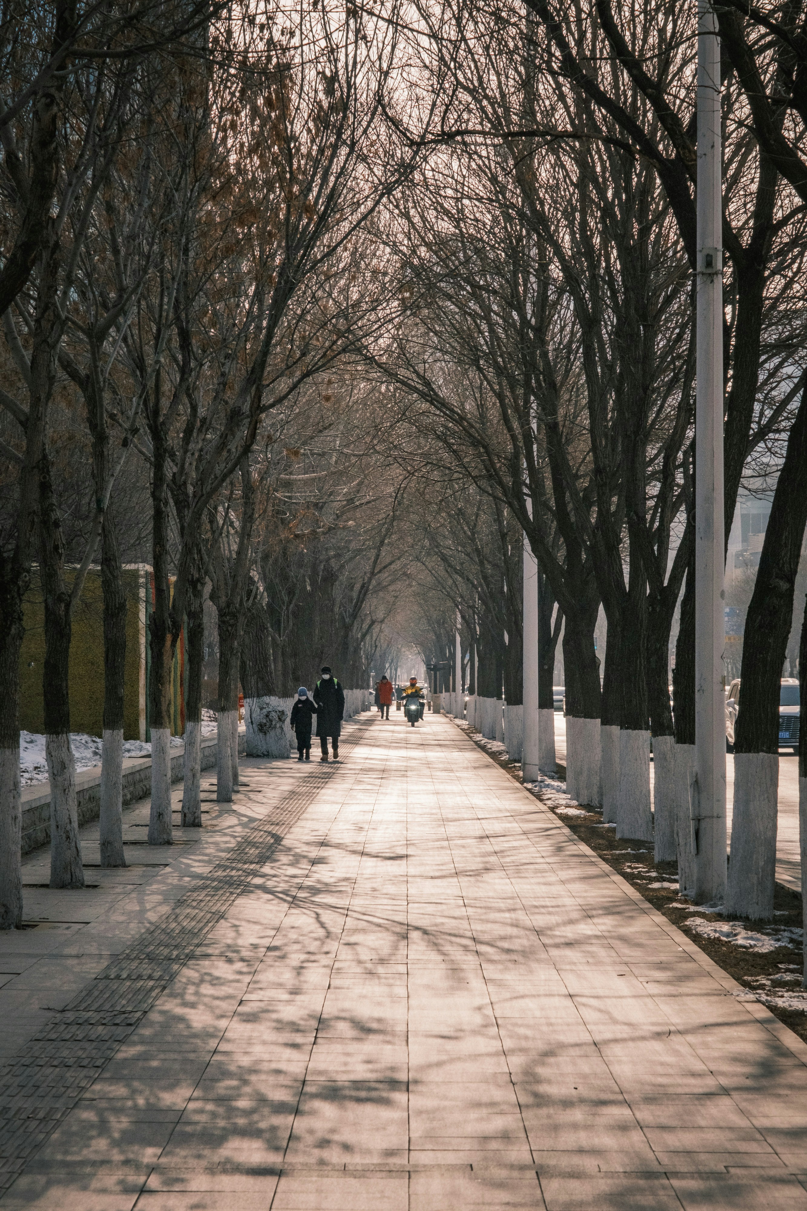 Shadowed Avenue: A Quiet Walk Between March Shadows