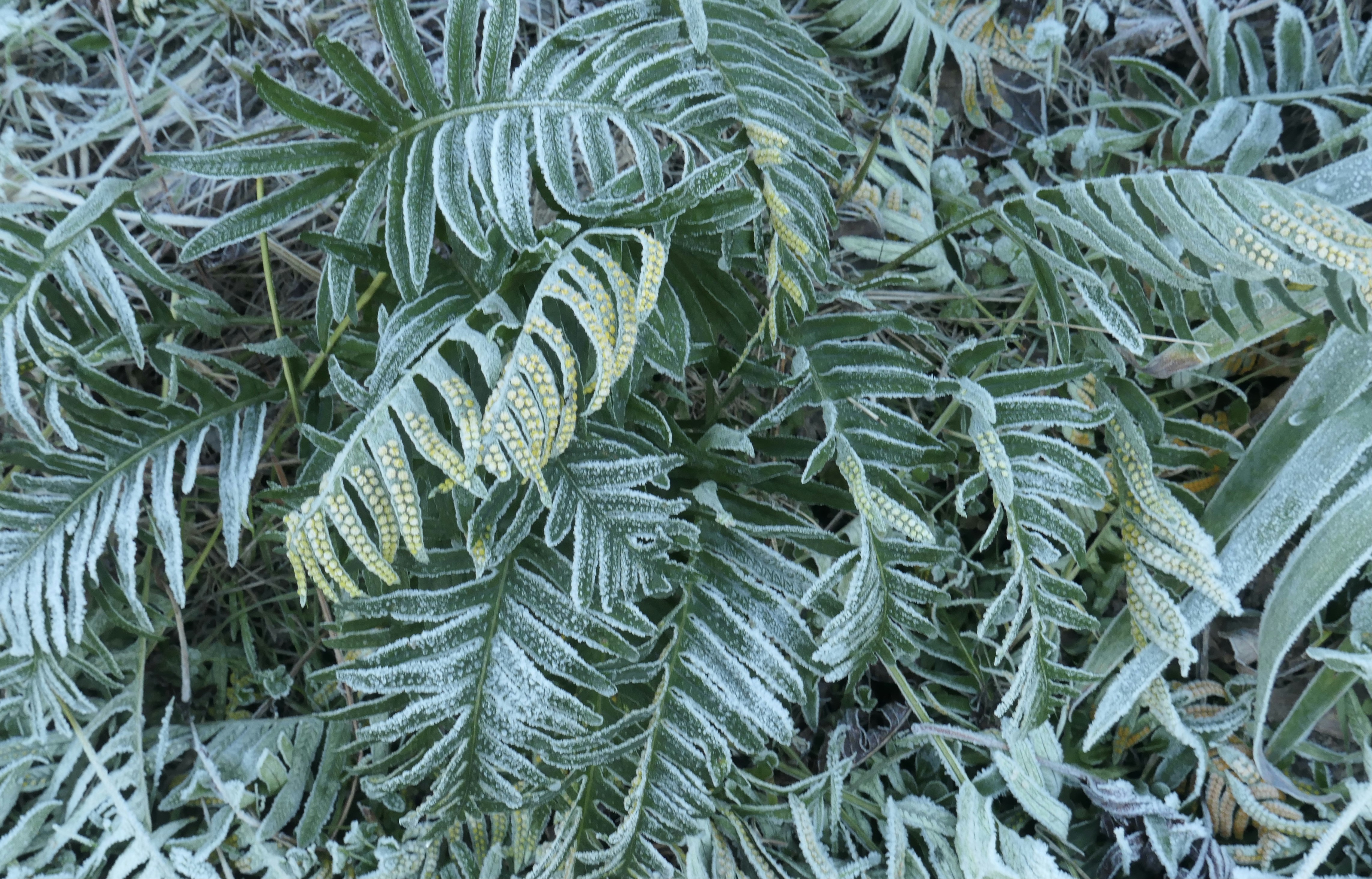 Spores jaunes Guy Grandjean