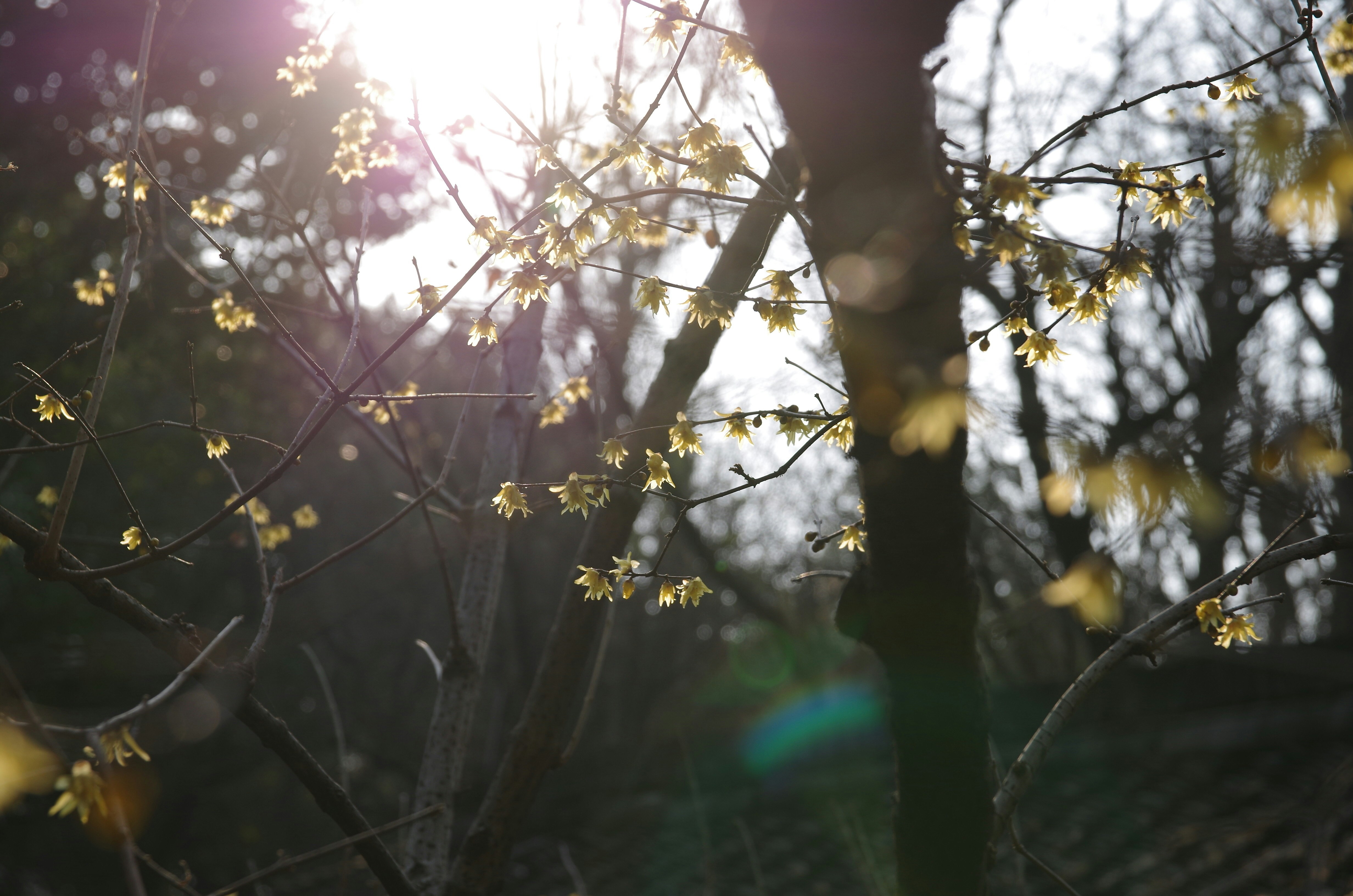 Soft Spring Light Through Blossoms on a Quiet Branch