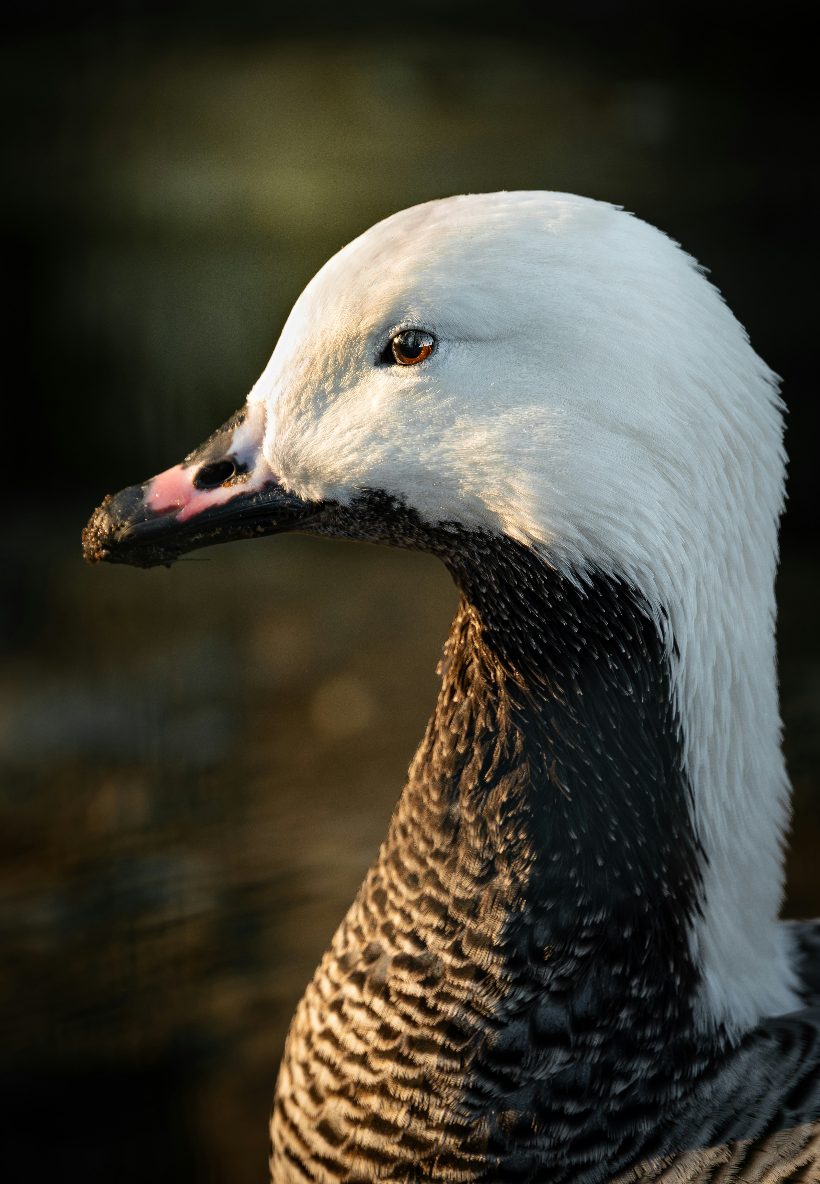 Midsummer Gaze: White Head, Dark Chest, Sunlit Detail