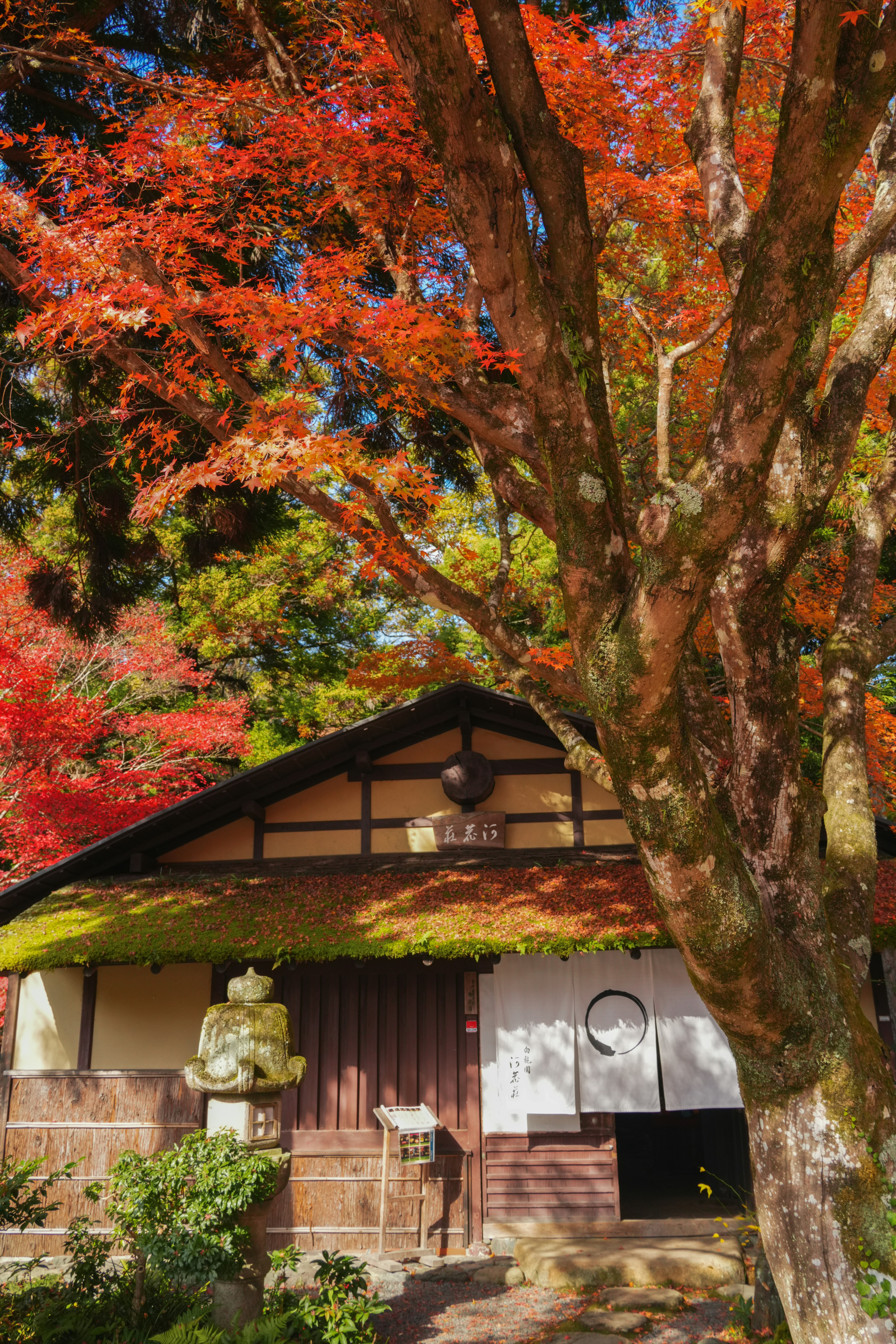 Autumn Shrine Beneath Crimson Maple