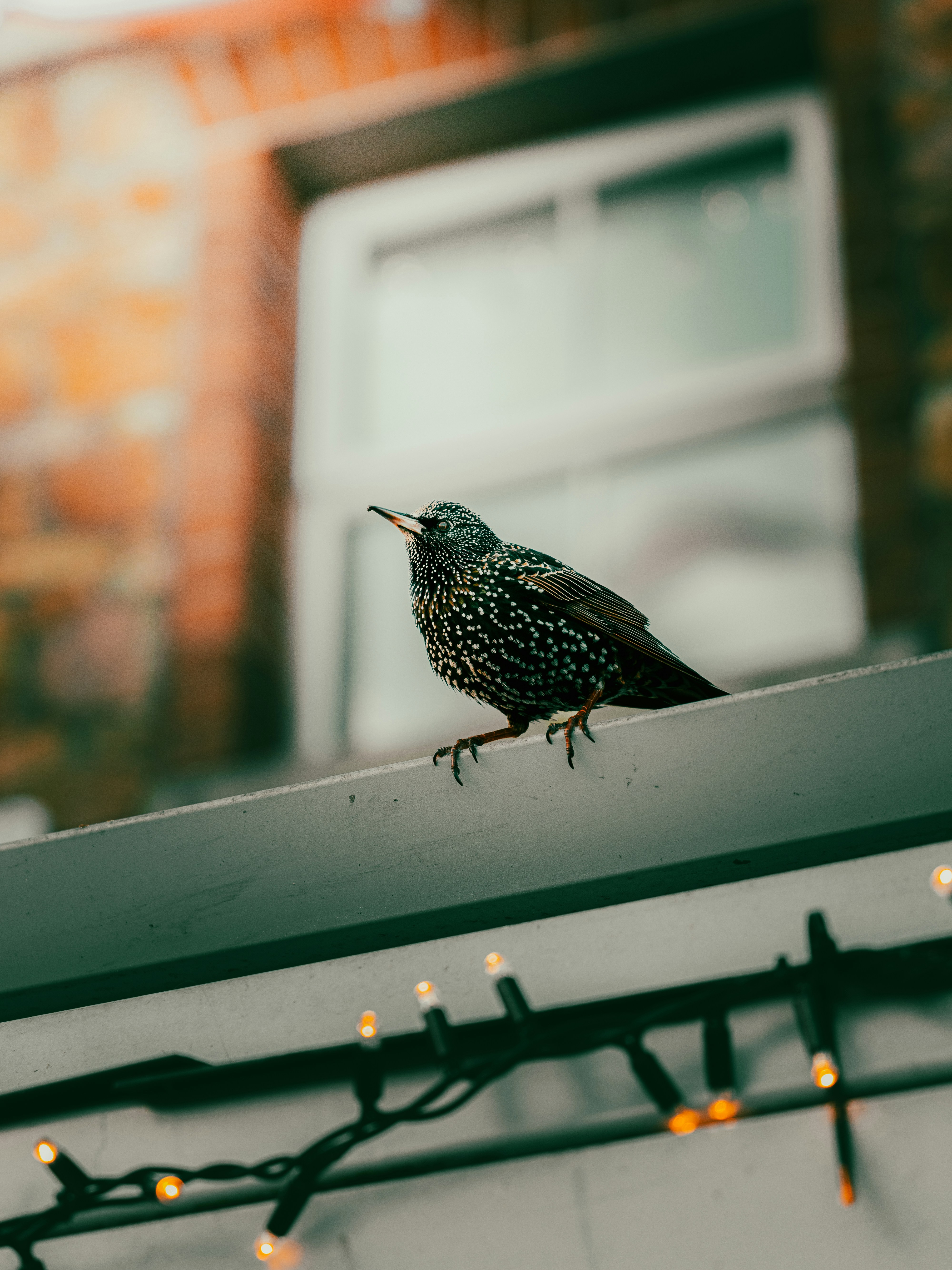 Speckled Stare: A Starling perches on a sunlit railing