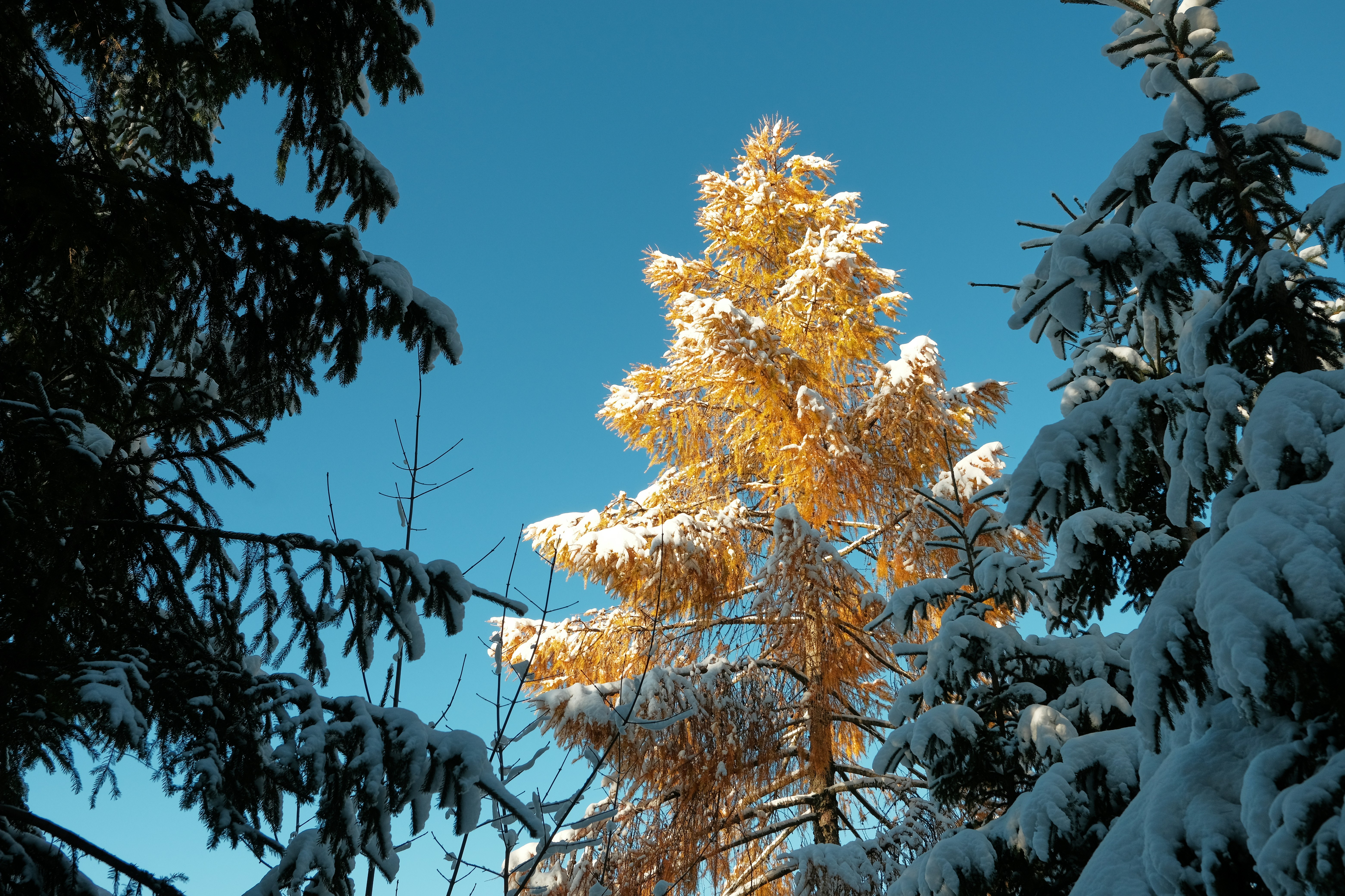 Golden Pine Against a Winter Crown
