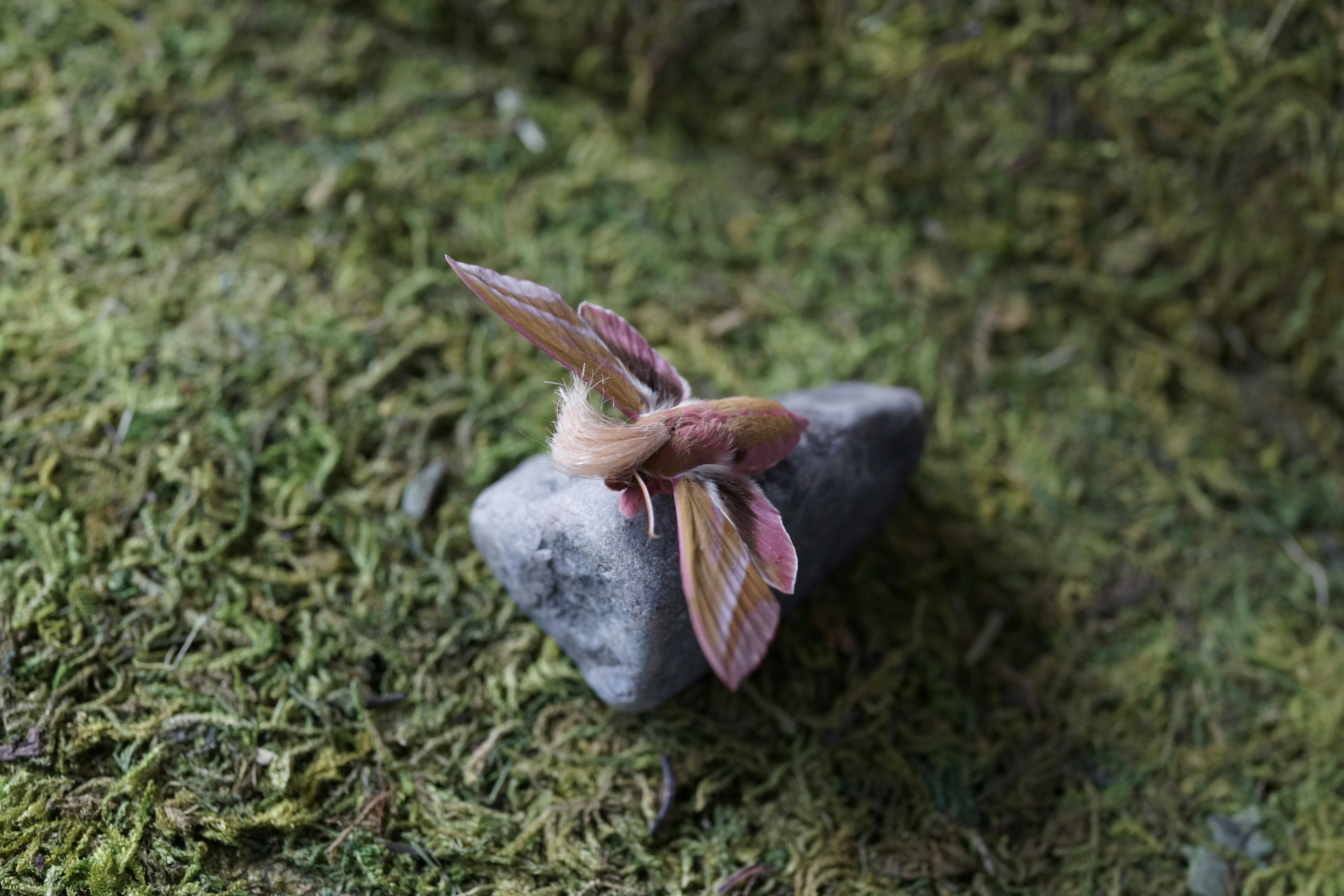 Moth-winged Seed on a Mossy Stage