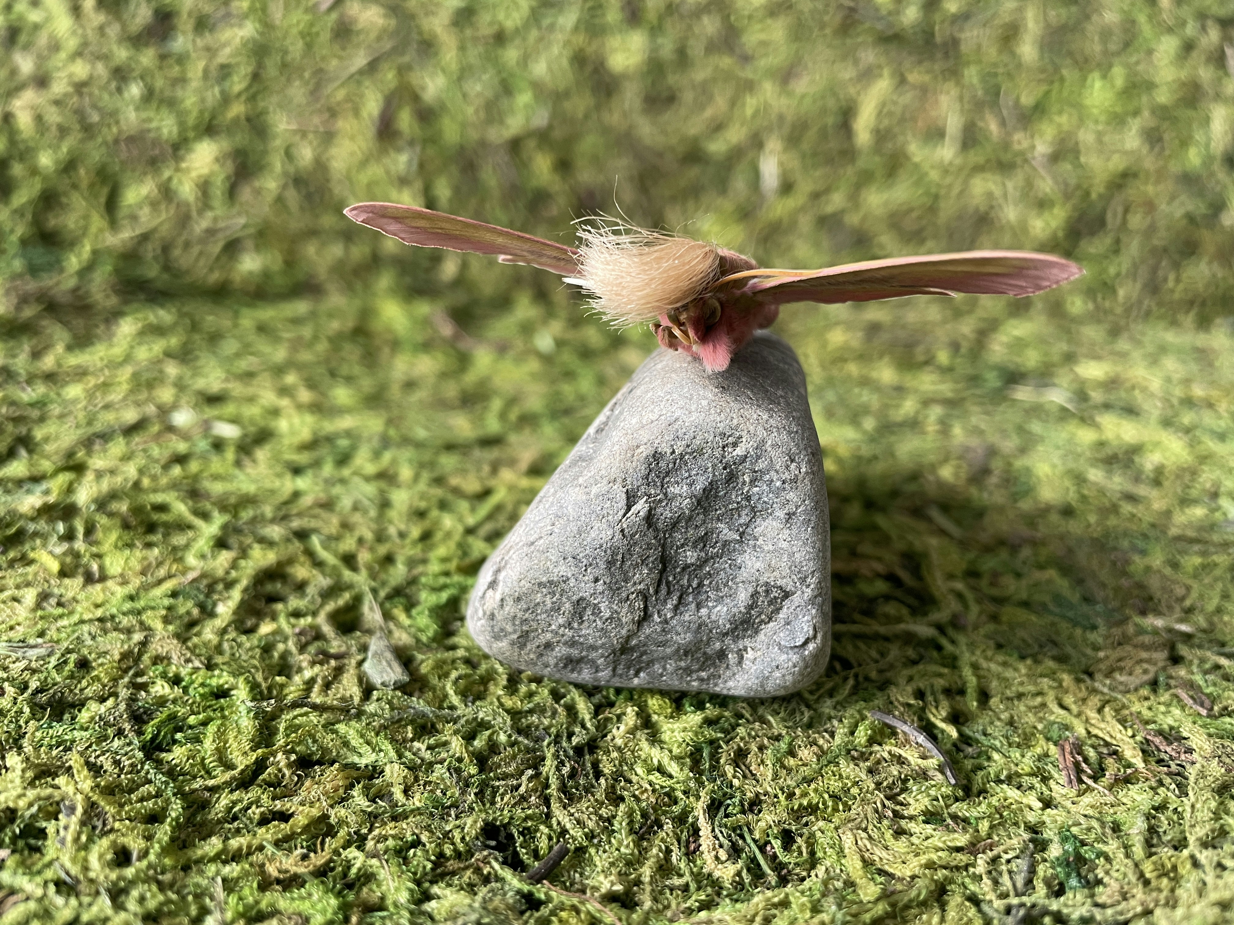 Balancing on a Tiny Peak: A Pale Moth on a Mossy Stone