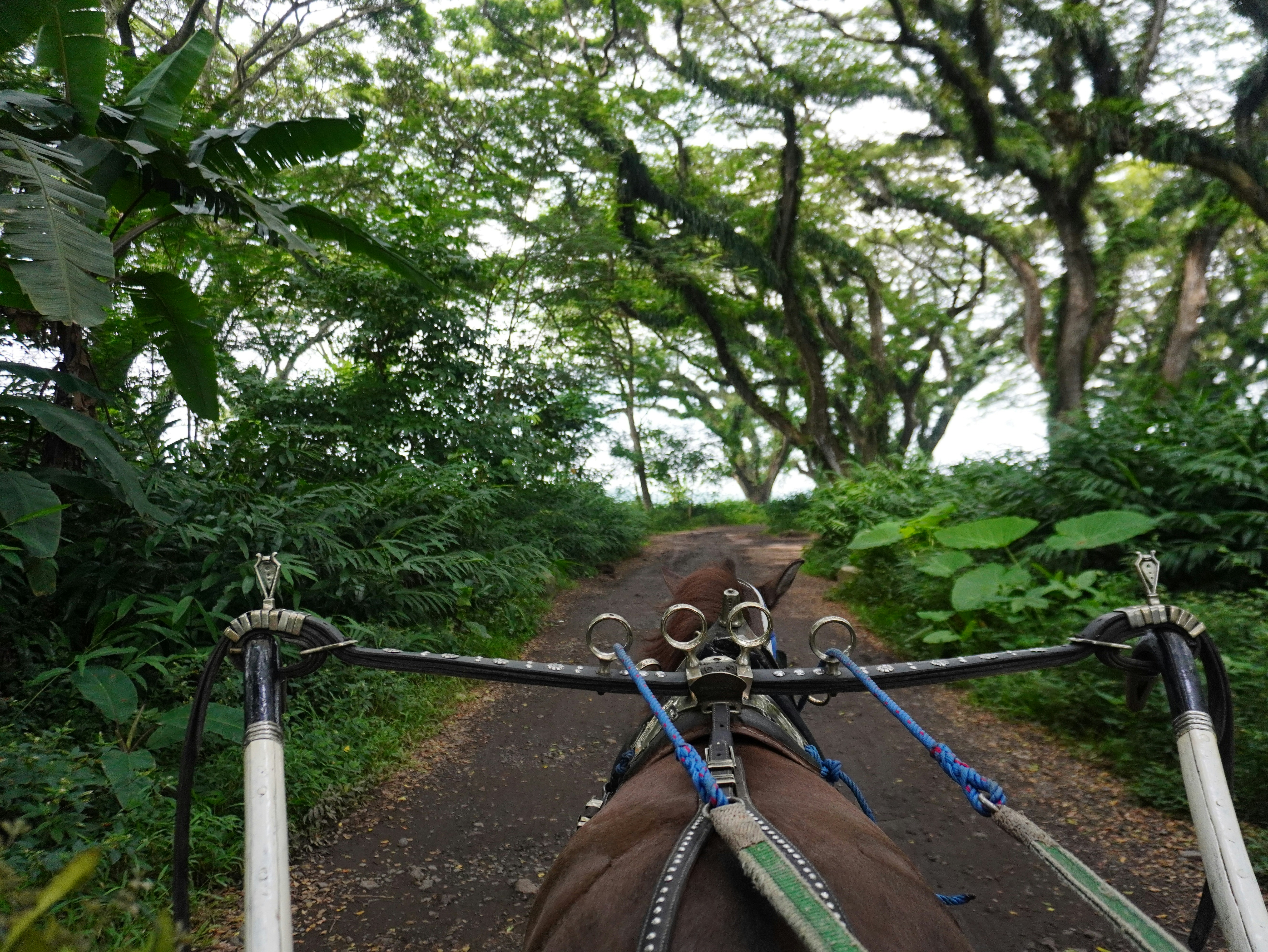 Tow-Driven Path: A Horse-Drawn Ride Through Verdant Trails