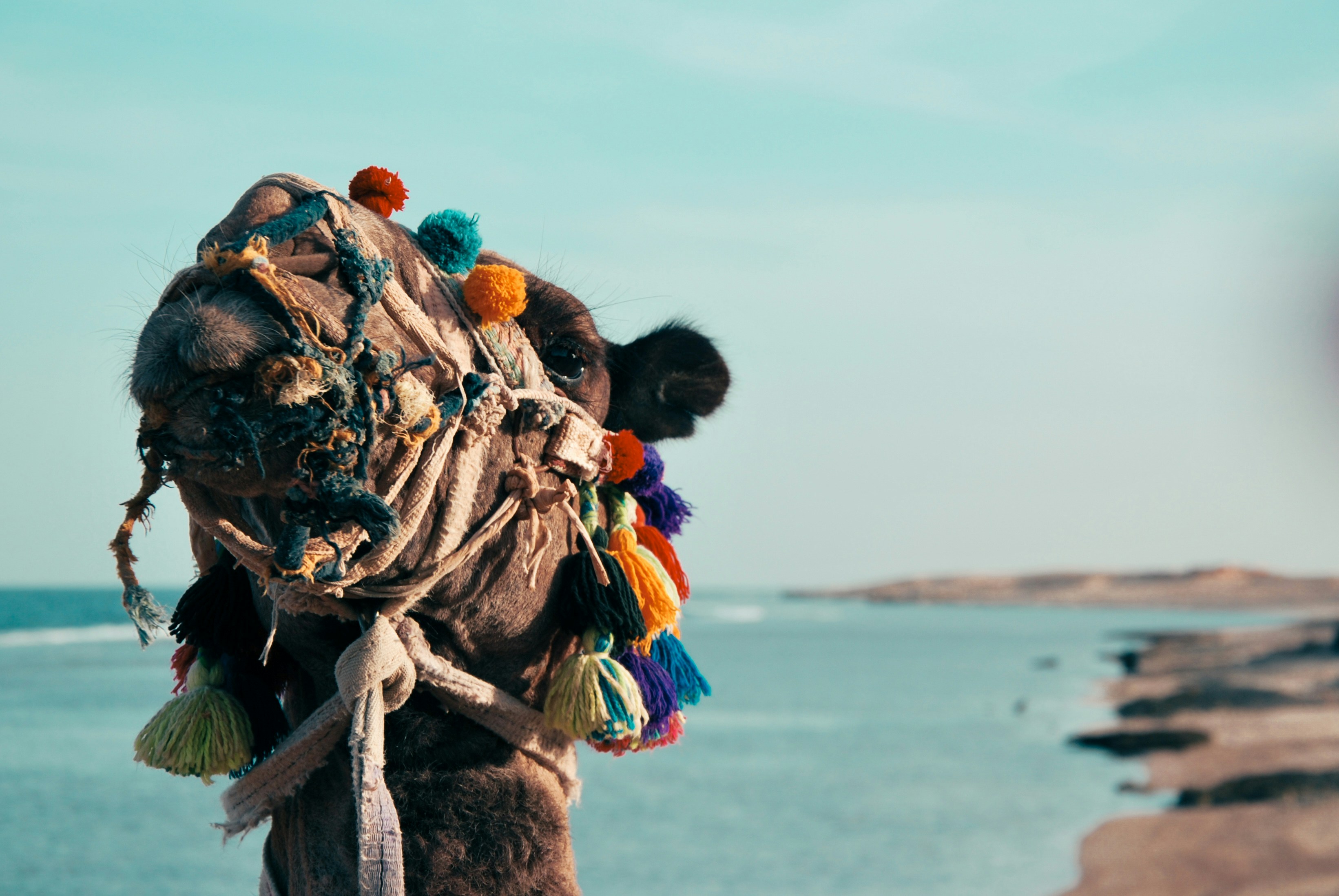 Colorful Tassels on a Distant Camel: Portrait Against a Sea Mist