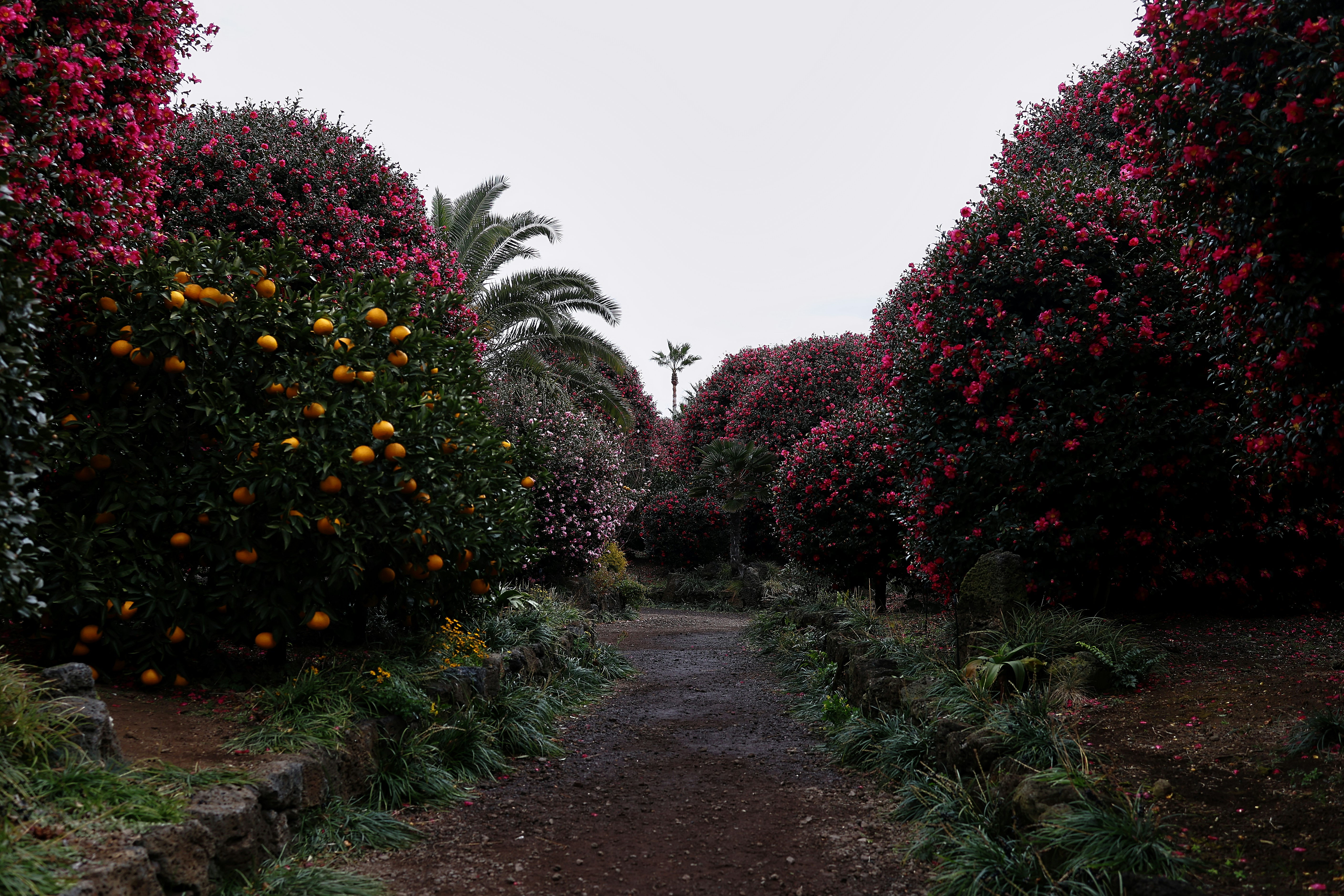 Orange Groves Beneath a Blooming Alley