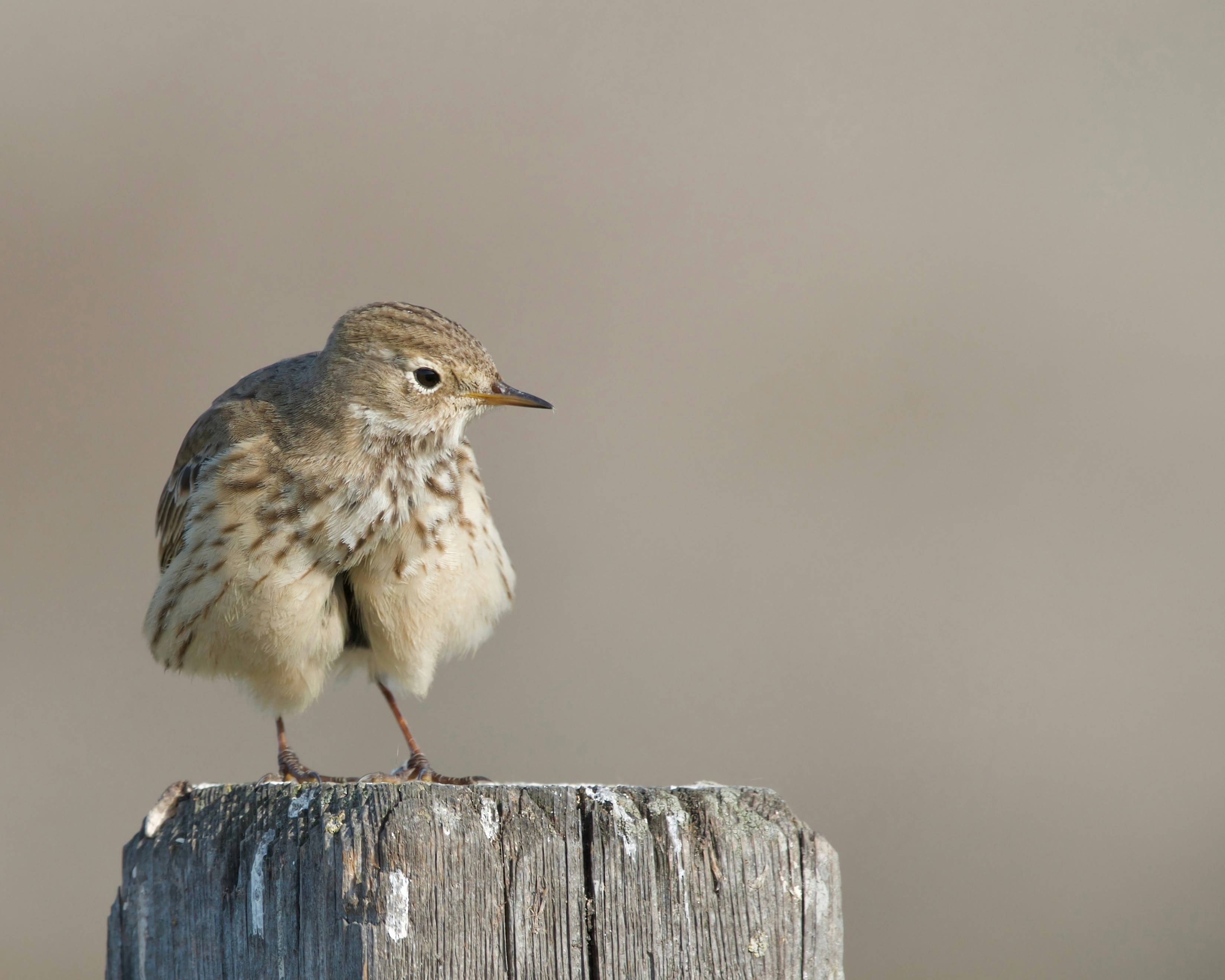Perched Juvenile on Weathered Post, Quiet Broad-Field Backdrop