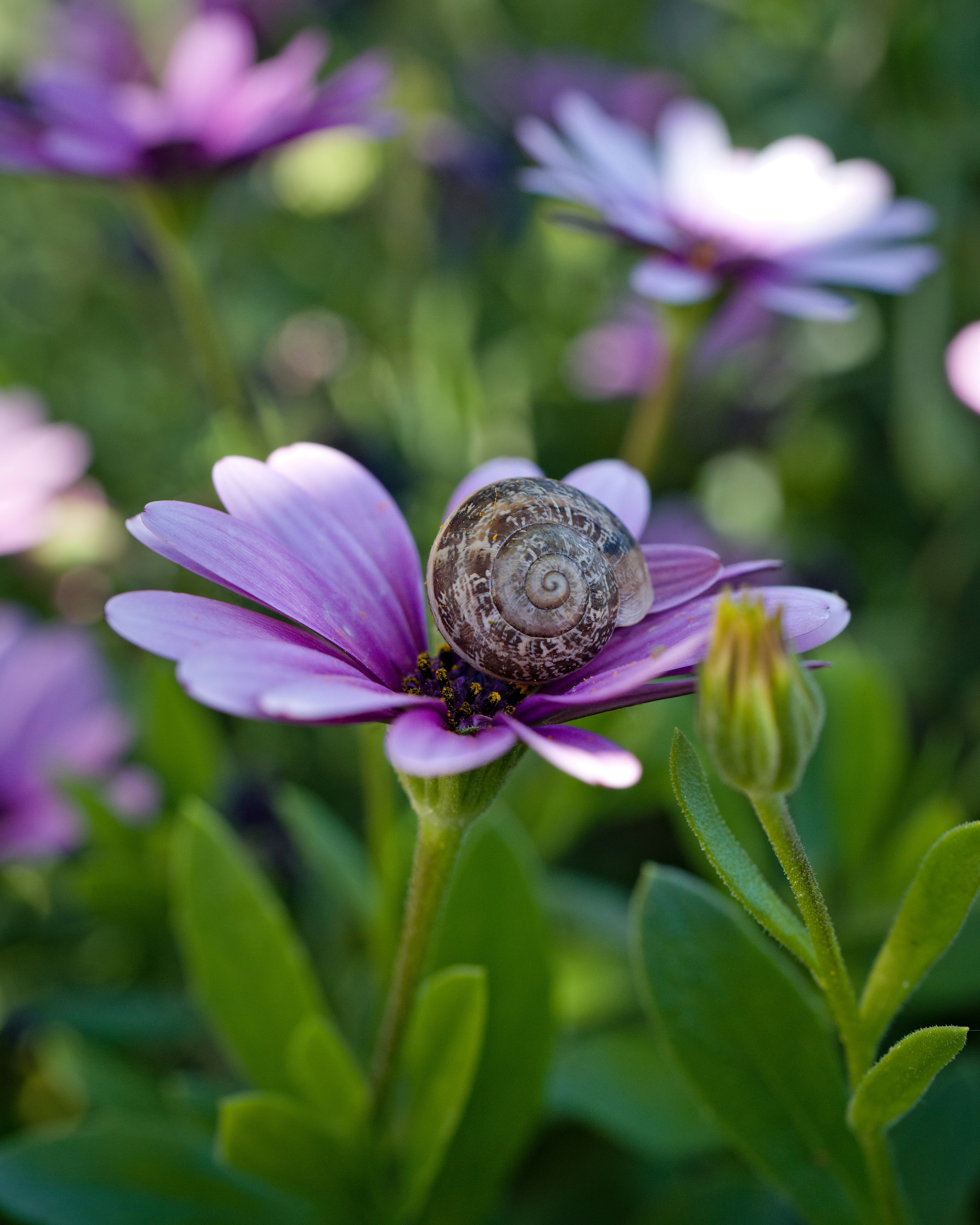 Coiled Traveler on Violet Bloom: a Tiny snail rests amid lilac petals