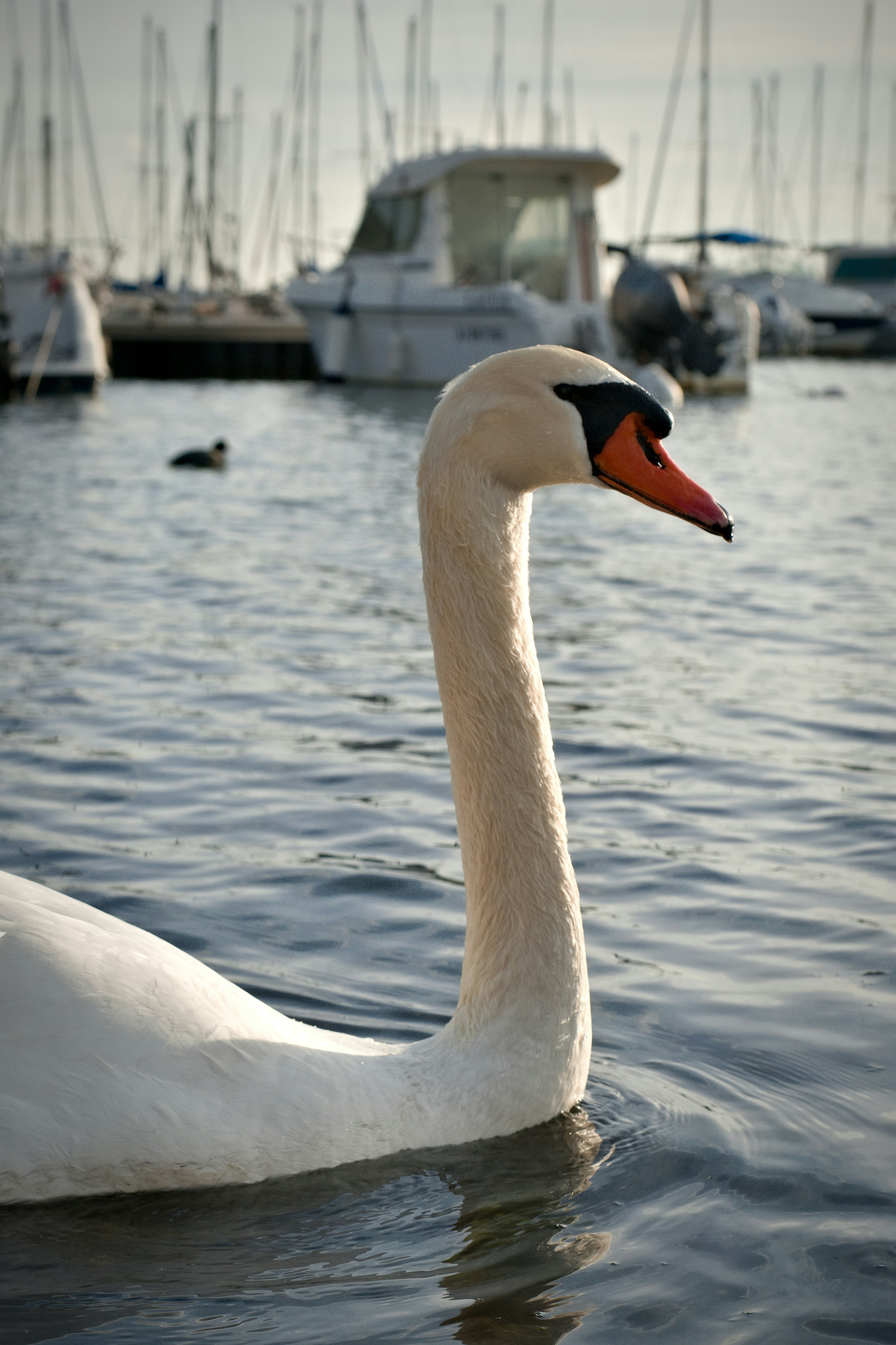 Swan in Focus: Elegance by the Dockyard