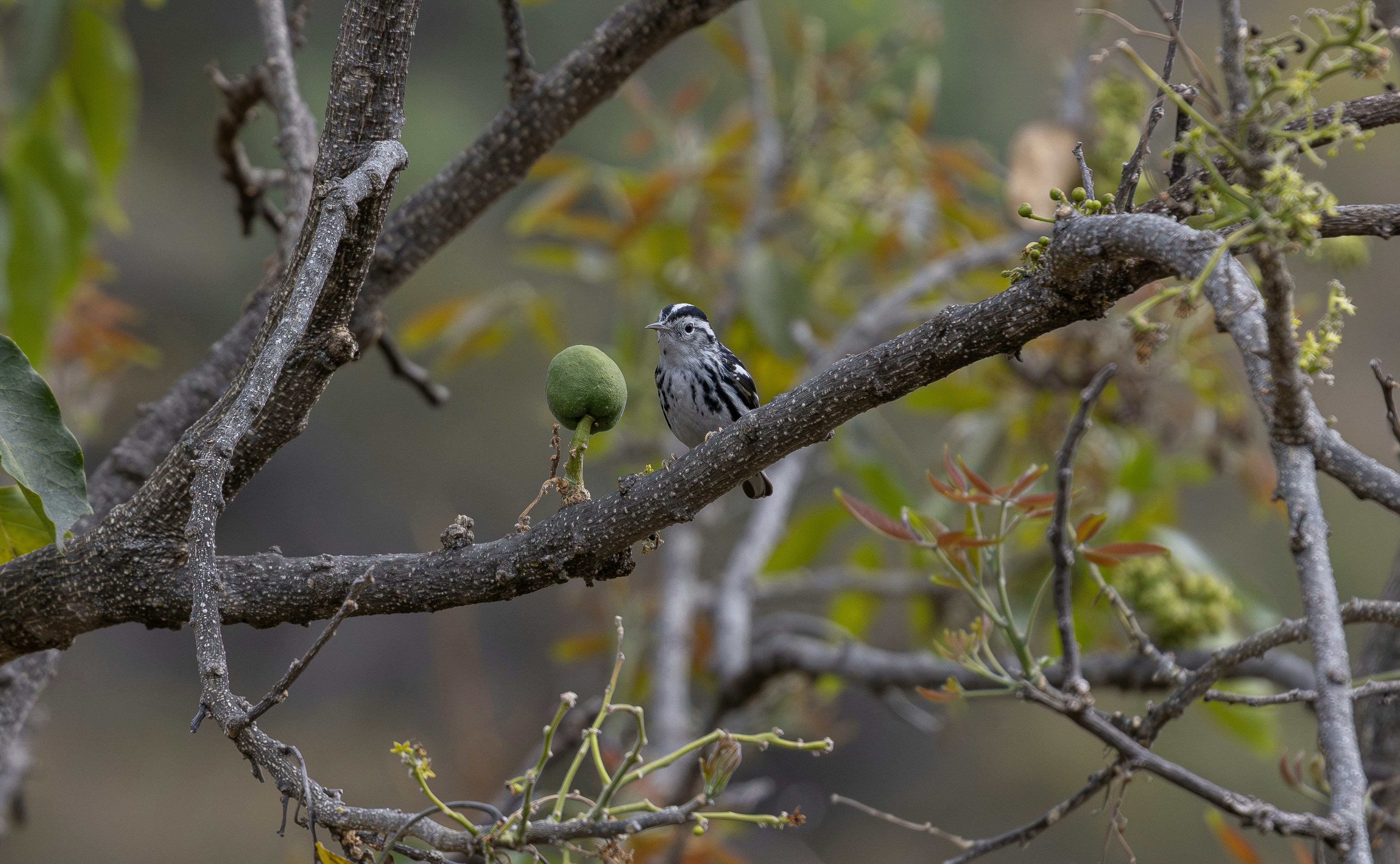 Tiny Songbird on a Gnarled Branch Presiding Over a Figs and Foliage Moment