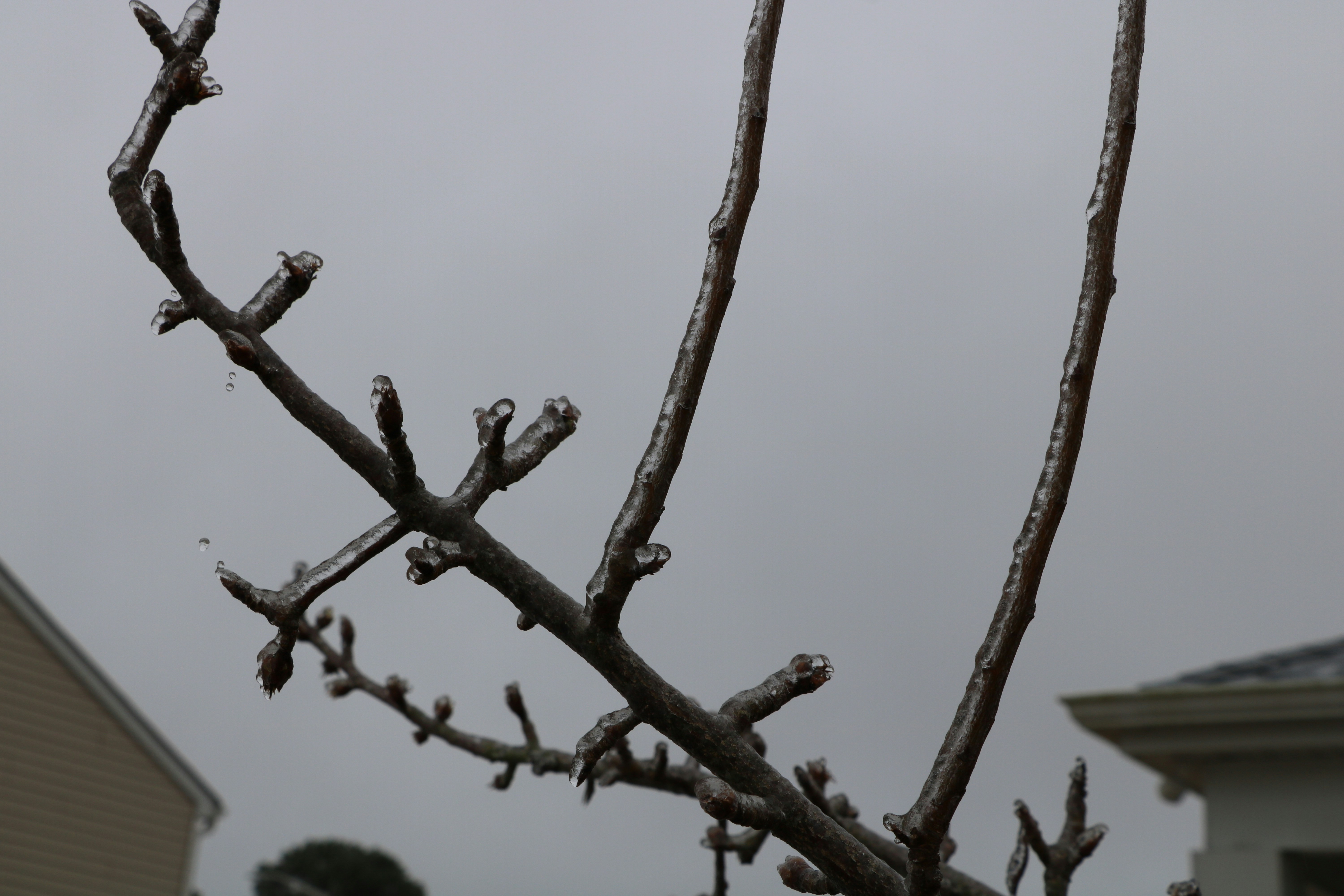 Bare Winter Branches Reaching Toward a Pale Sky
