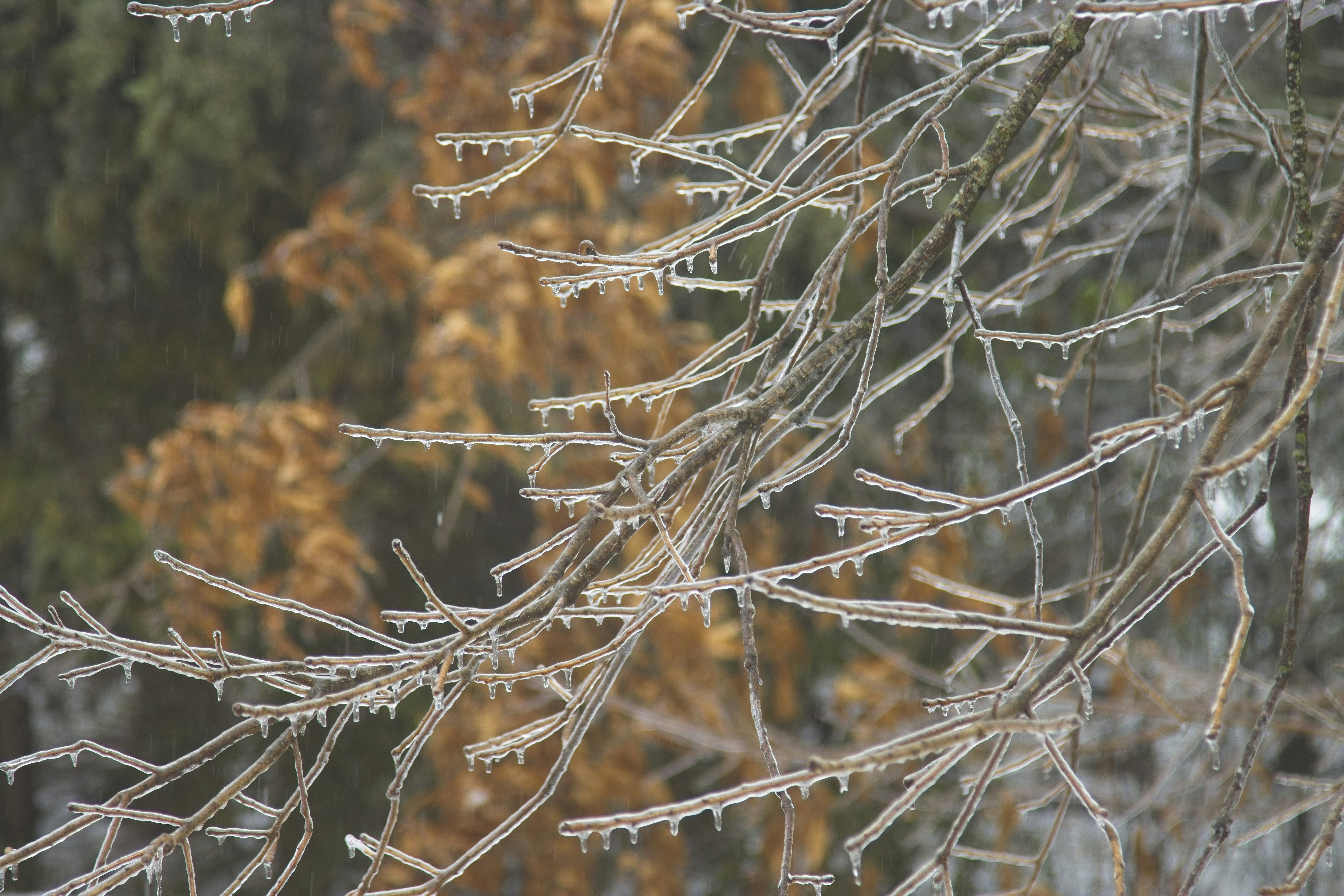 Frost-veiled Branches: Delicate Ice Over a Quiet Forest