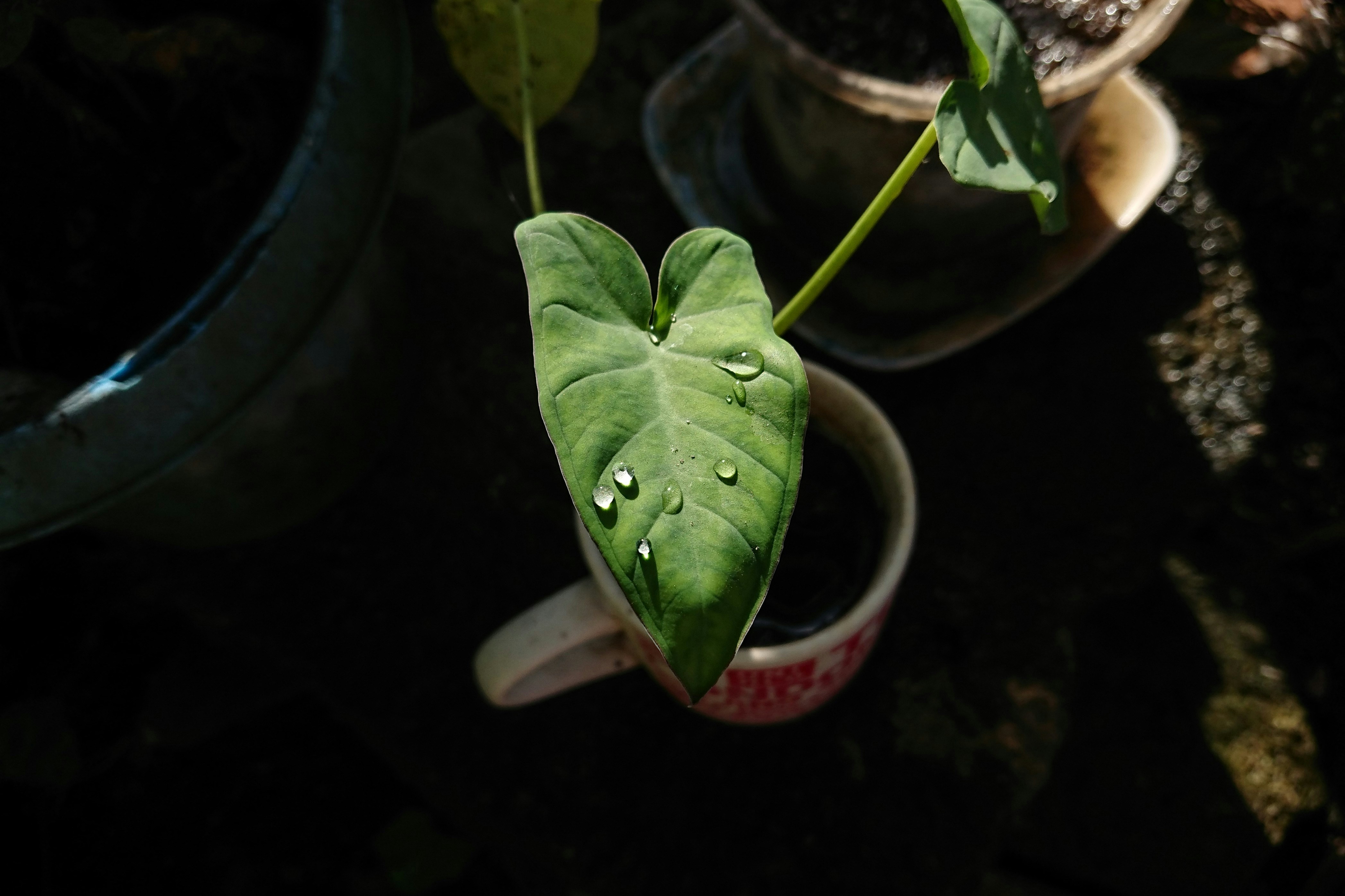A small plant with water droplets in a cup.