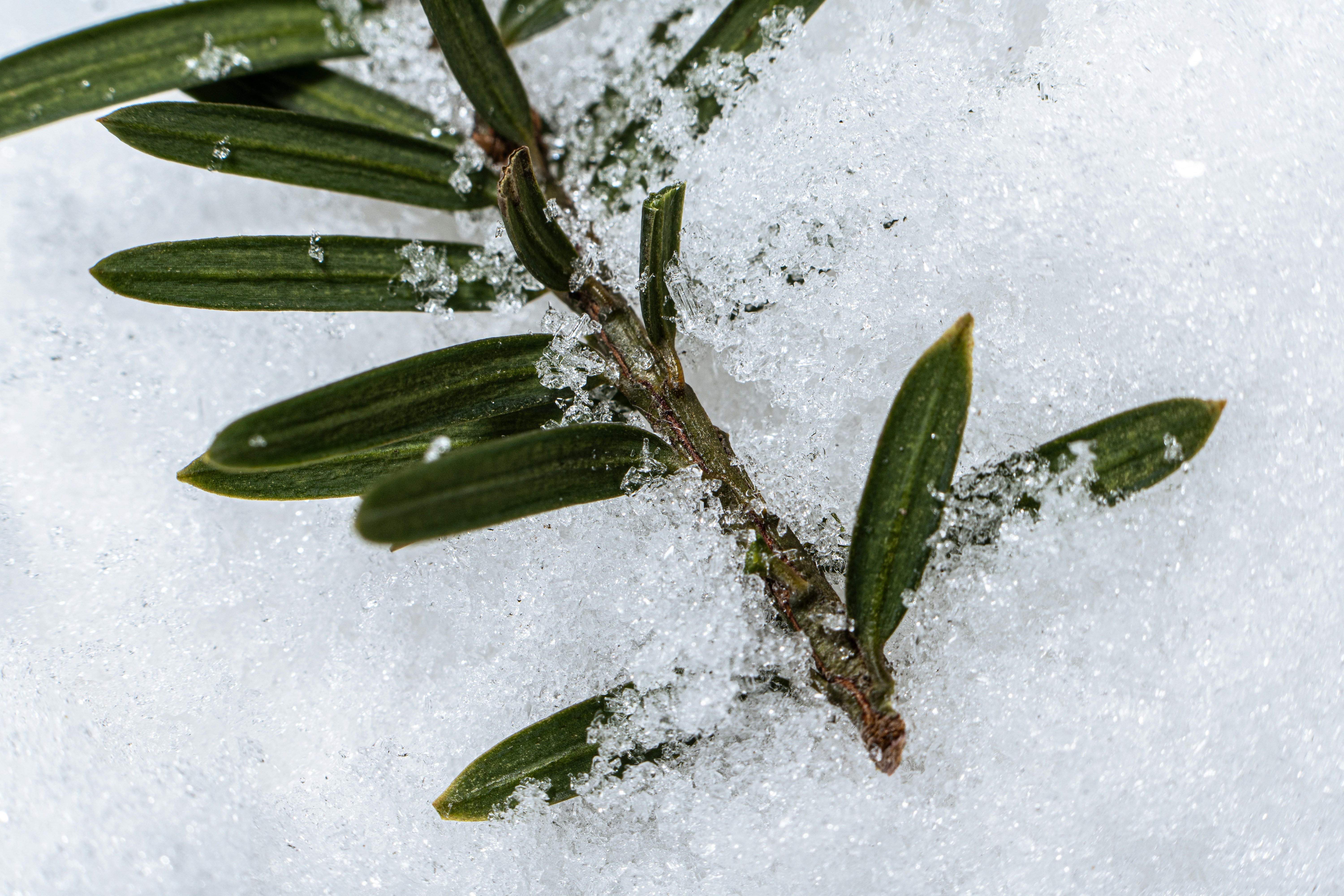 Snow-Cedged Needle: A Branch Peeks Through Winter White