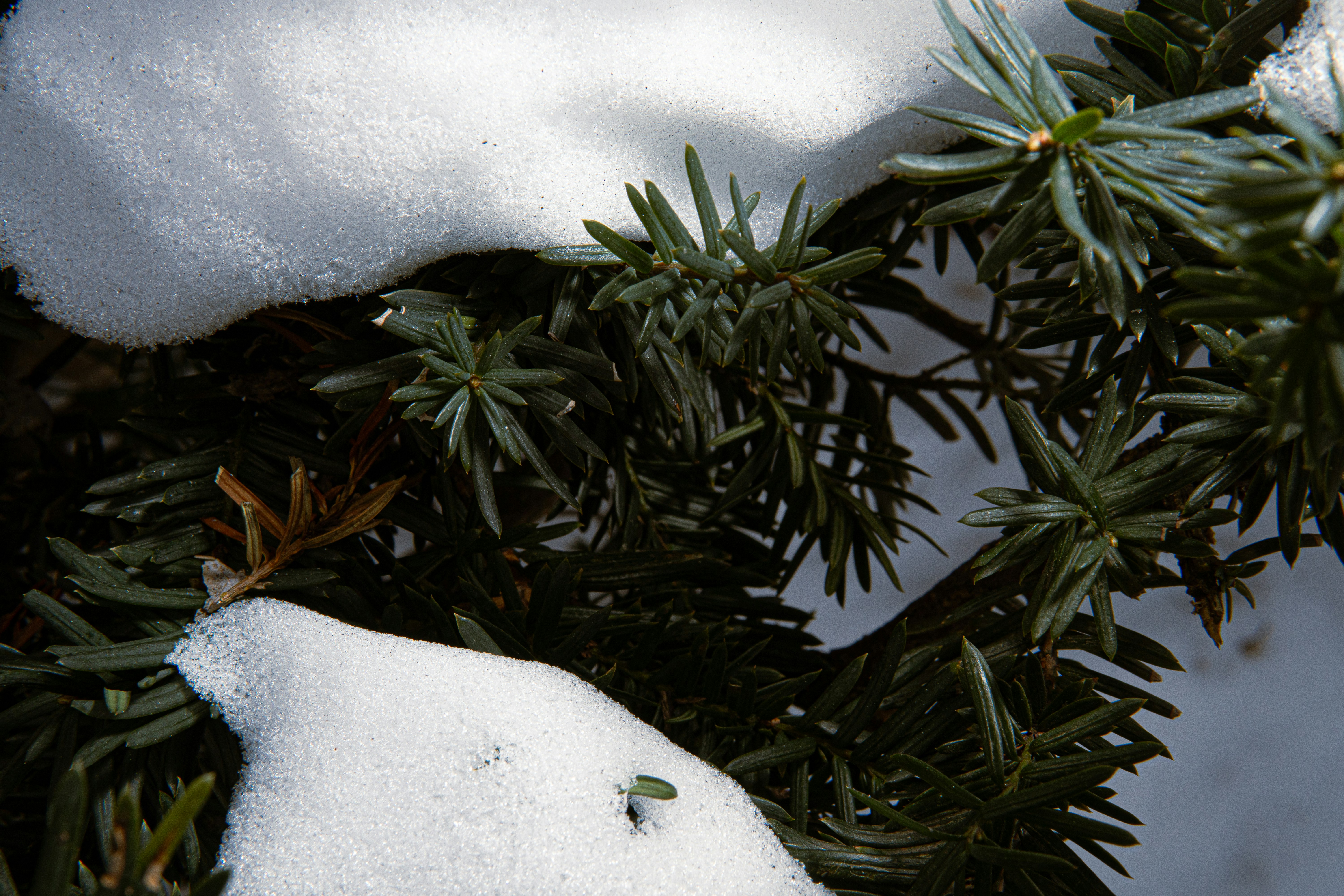 Snowy Pine Needles Hidden Between Snow Molds