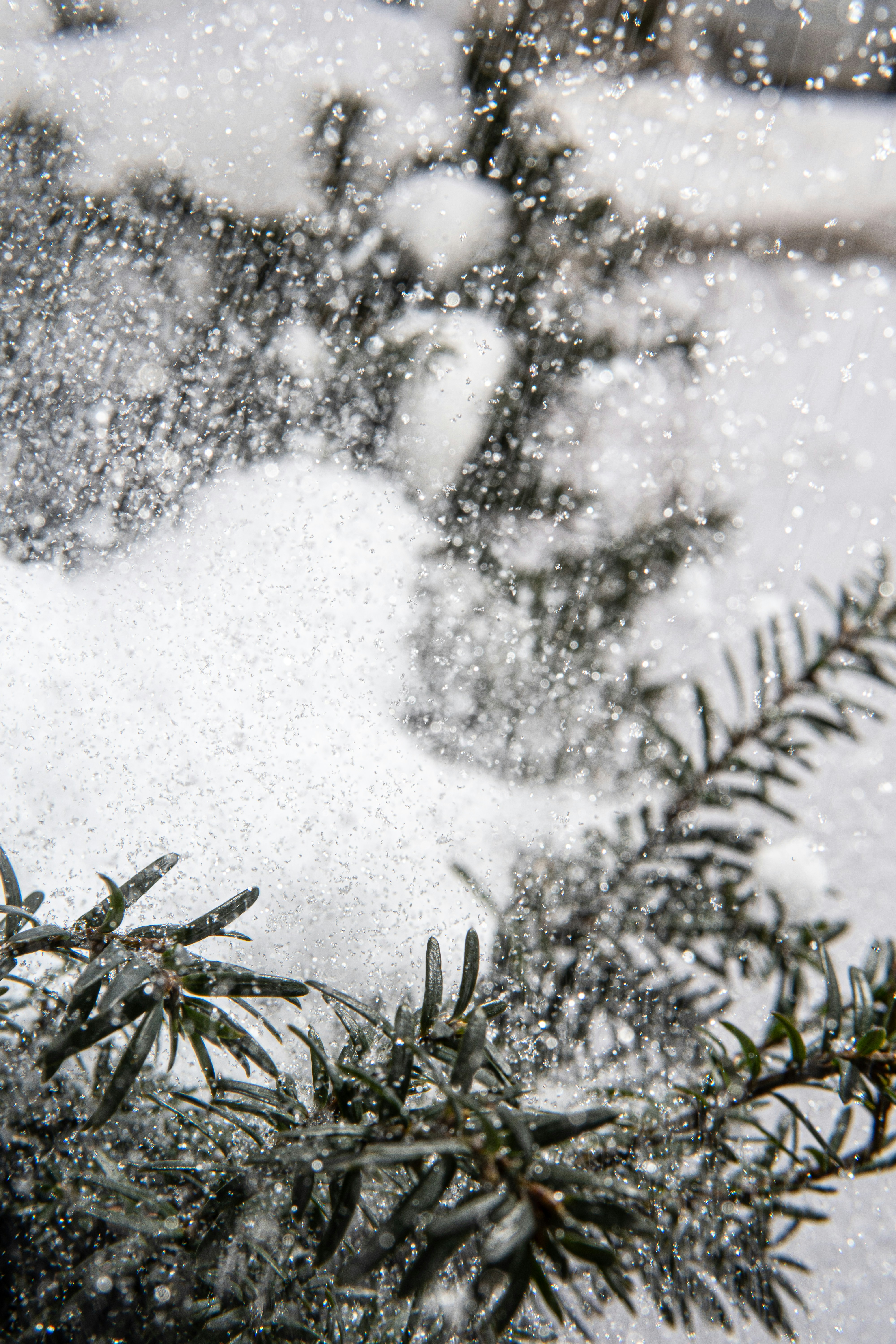 Snowy Evergreen Close-Up: Frosted Needles in Gentle Drift