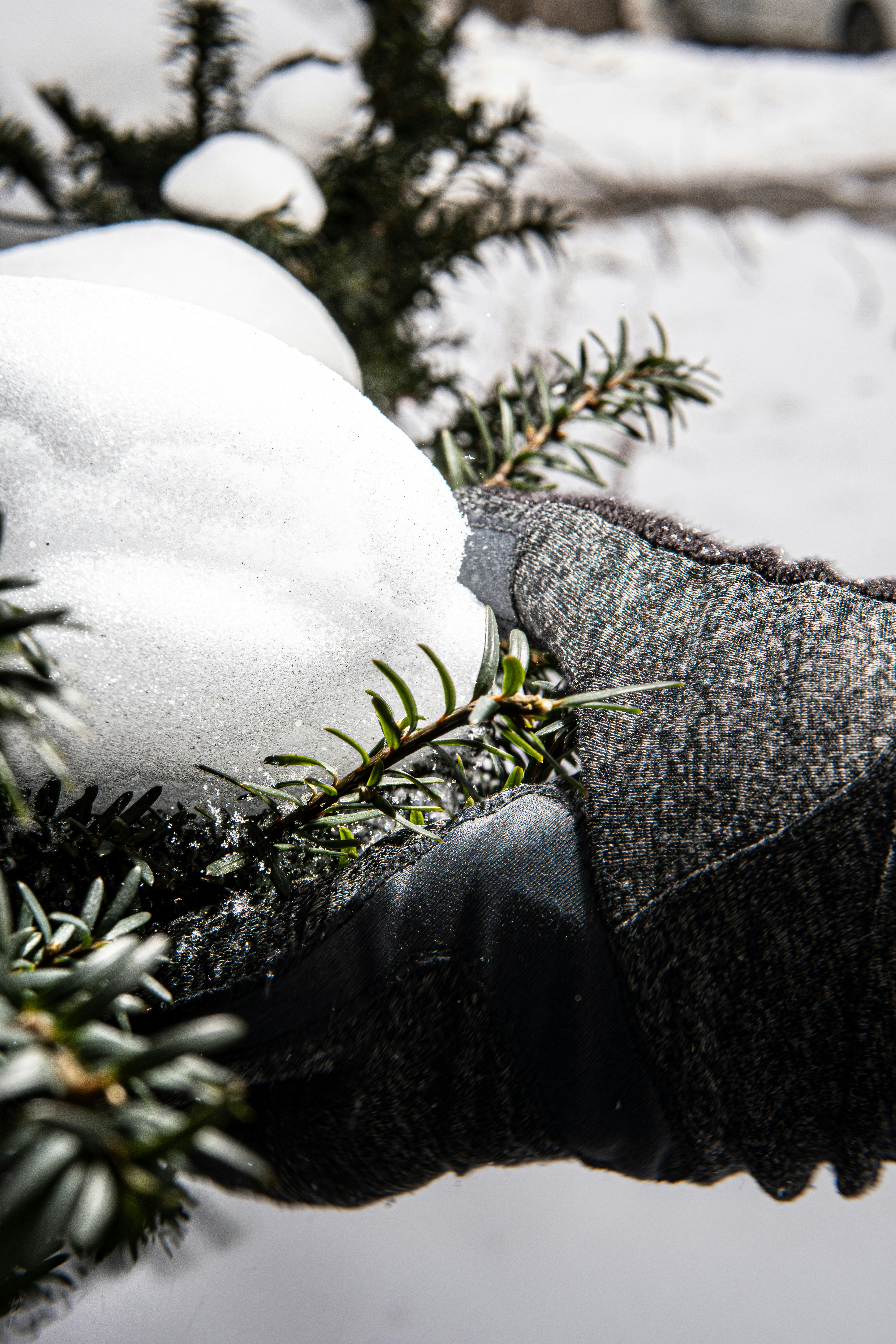 Snowbound Greenery Gripped: A Gloved Hand Clasping Frosted Sprigs