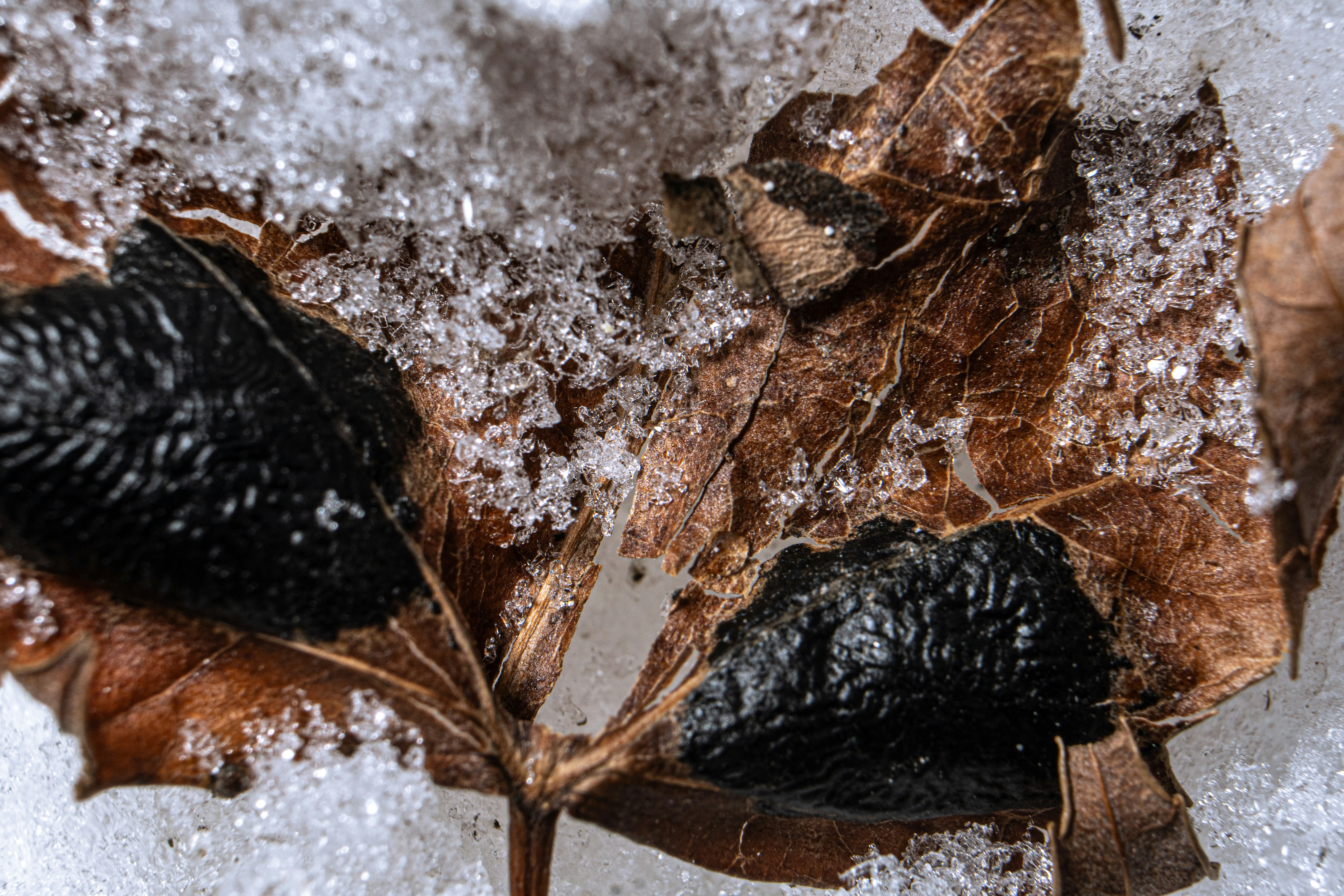Frosty Leaves in Winter Light