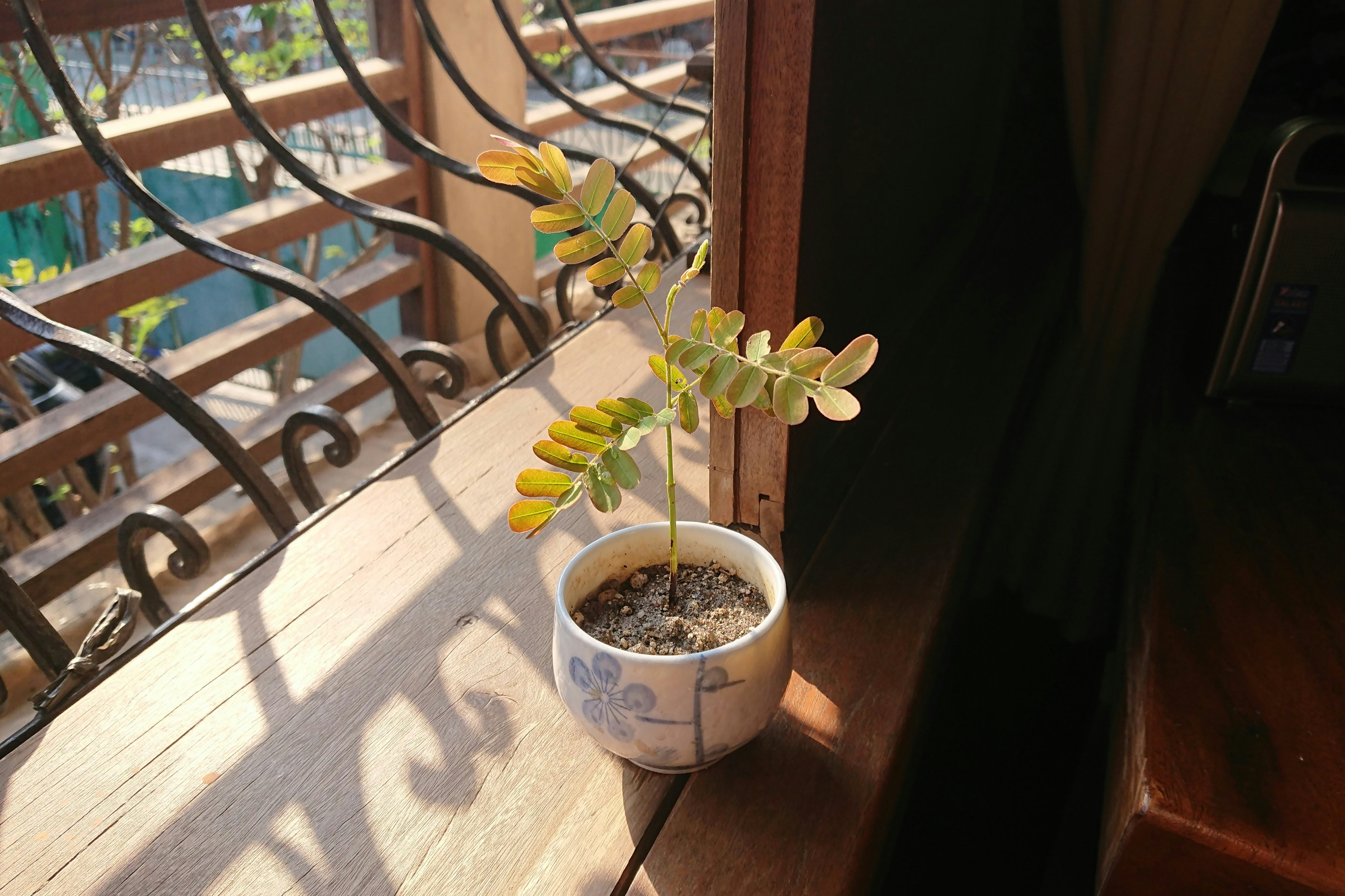 A small potted plant sits on a windowsill.
