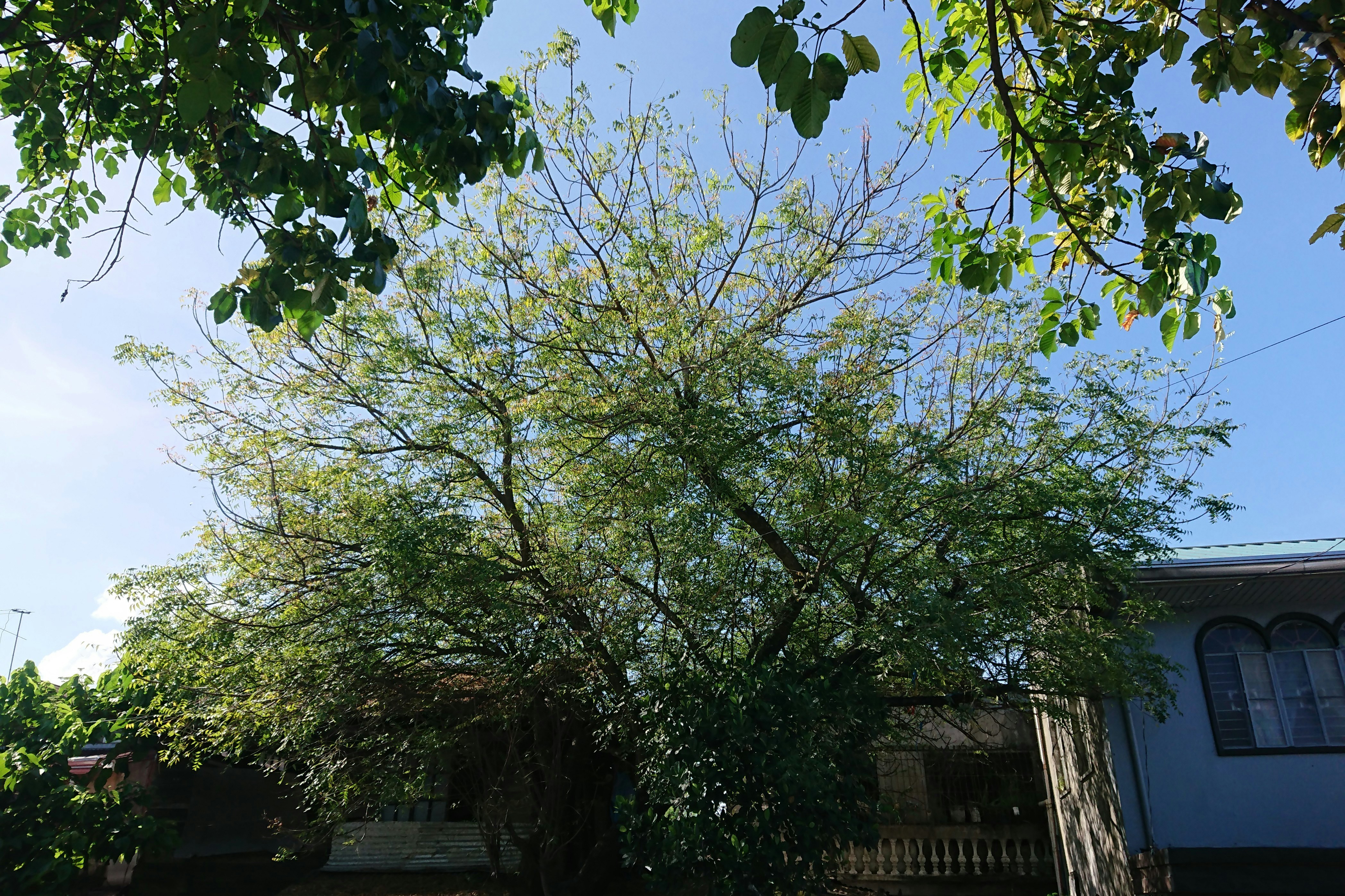 A large tree with green leaves against blue sky.
